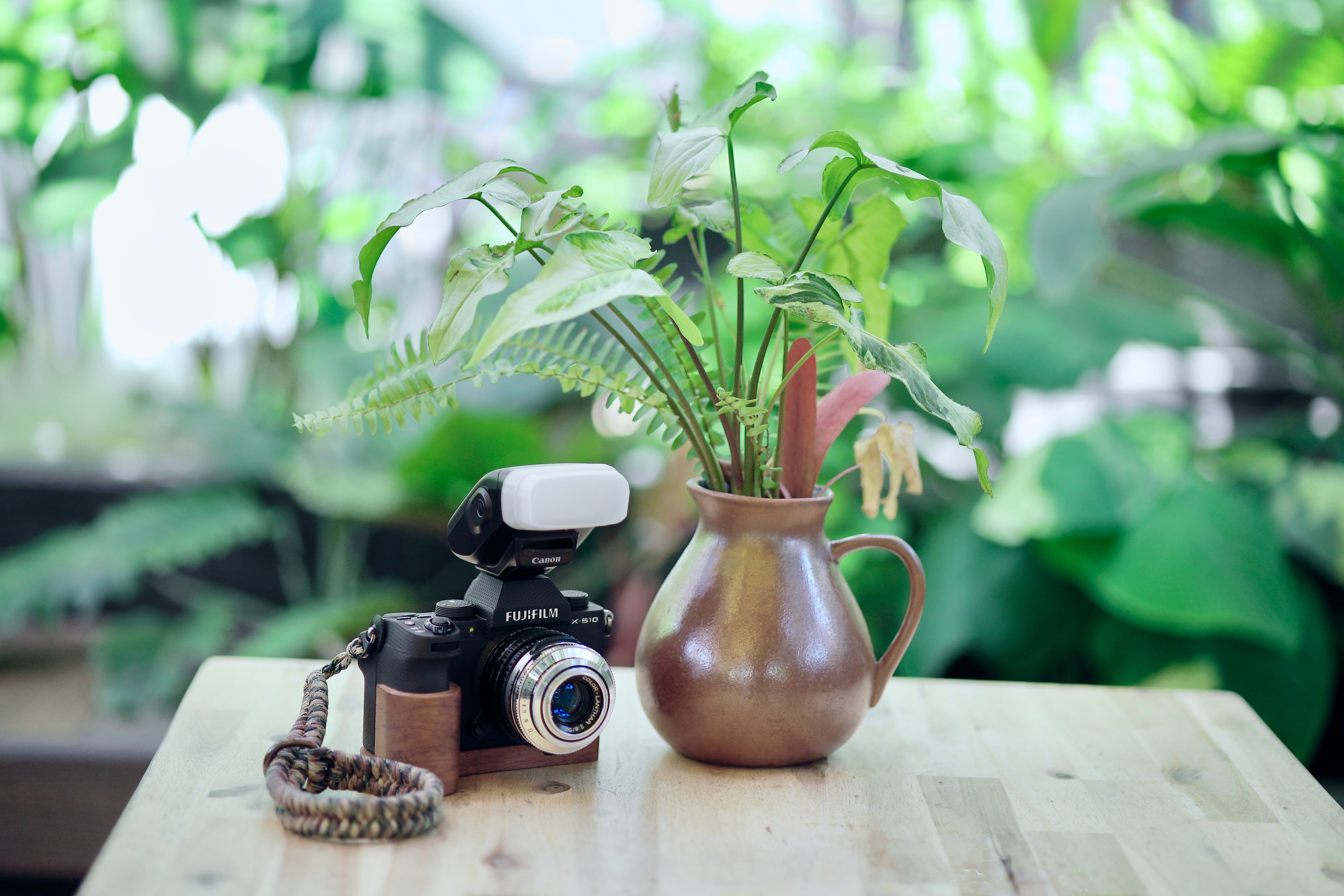 Close-up of Camera and Plants on Wooden Table · Free Stock Photo