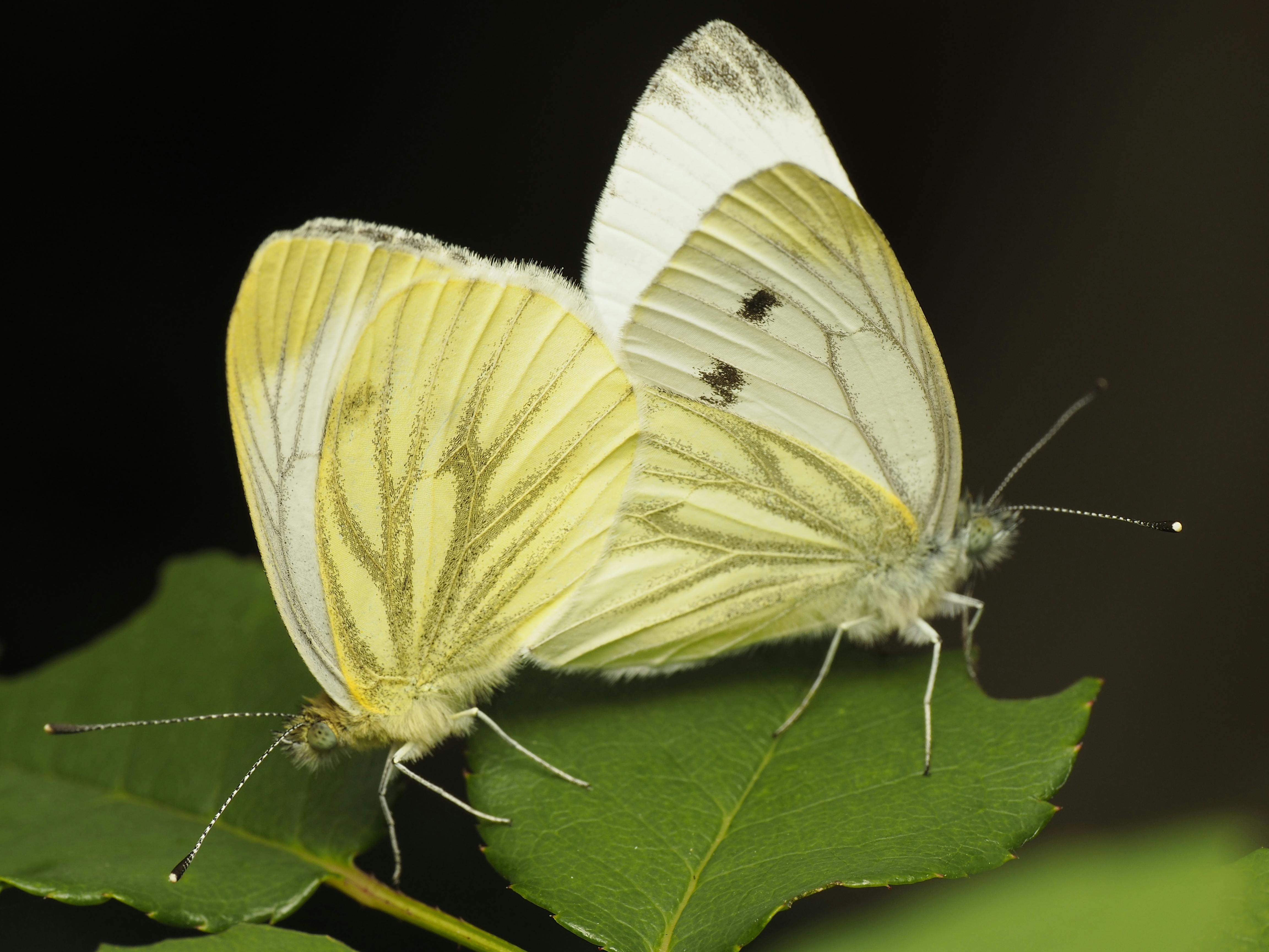 Atrial Flutter Photos, Download The BEST Free Atrial Flutter Stock ...