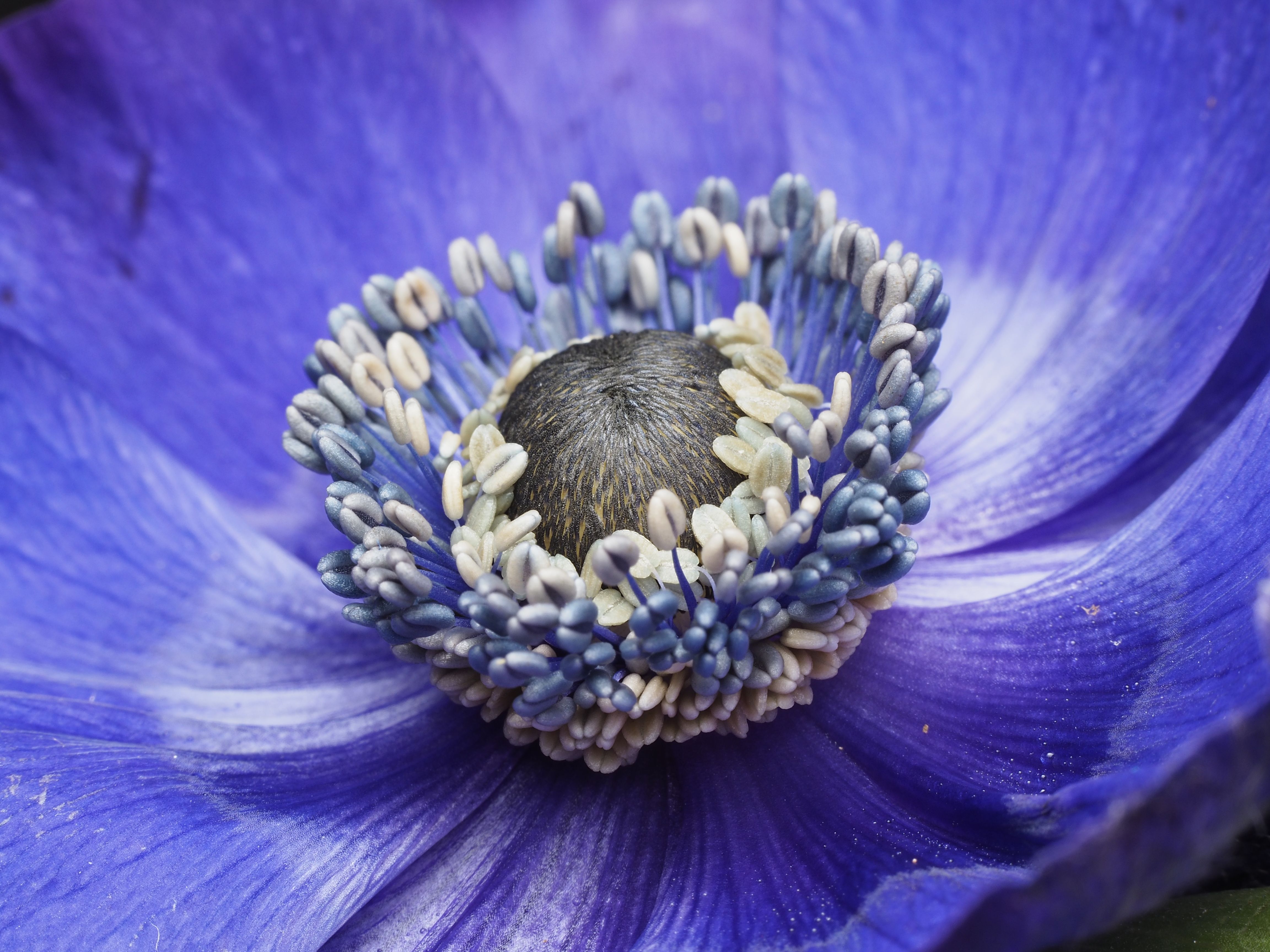 Close-up of Vibrant Anemone Flower Petals · Free Stock Photo