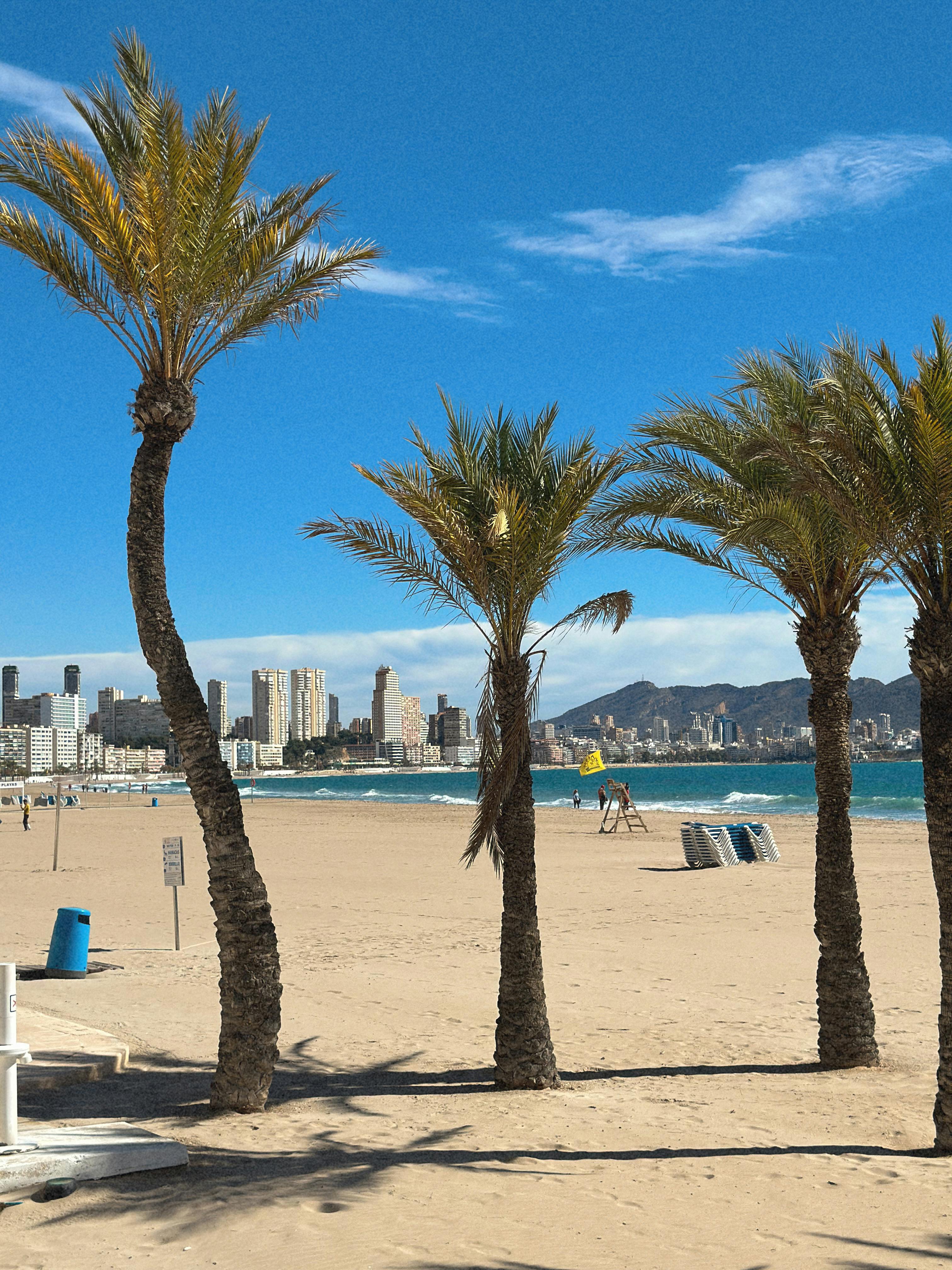 Sunny Beachfront with City Skyline and Palm Trees · Free Stock Photo