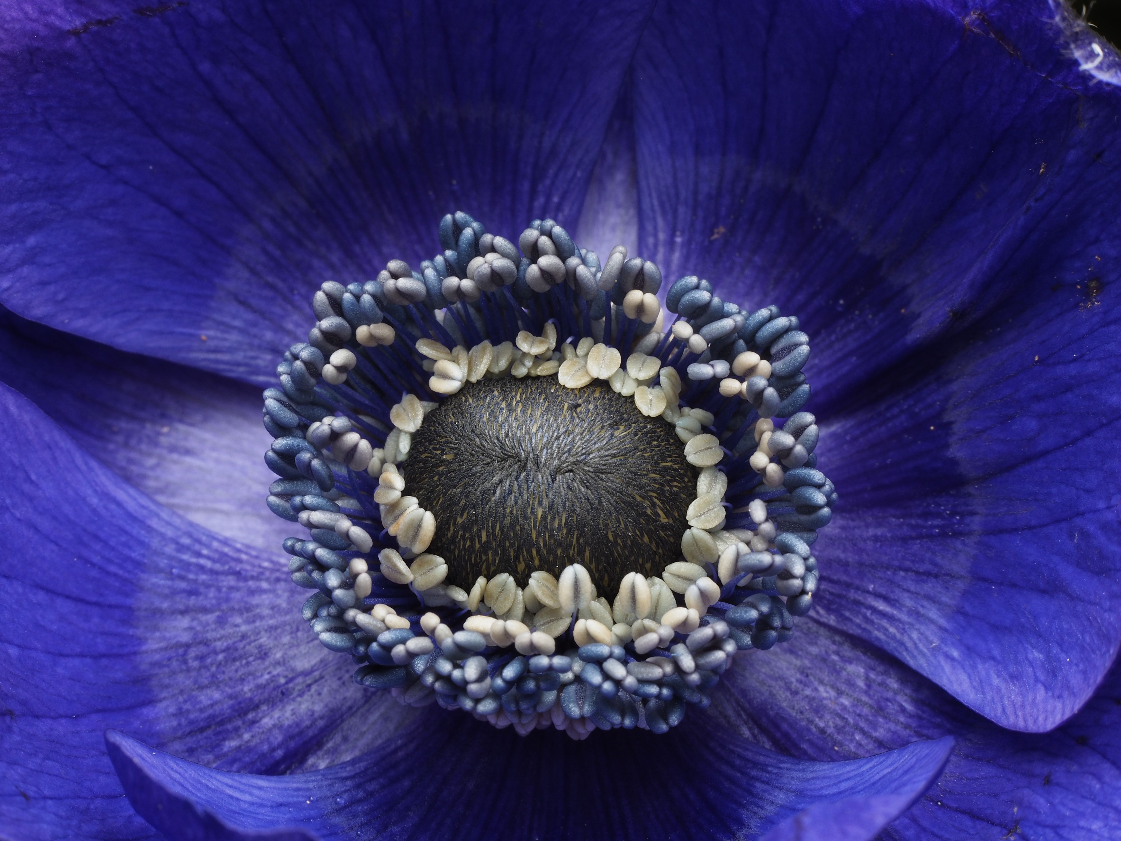 Close-Up of Vibrant Blue Anemone Flower · Free Stock Photo
