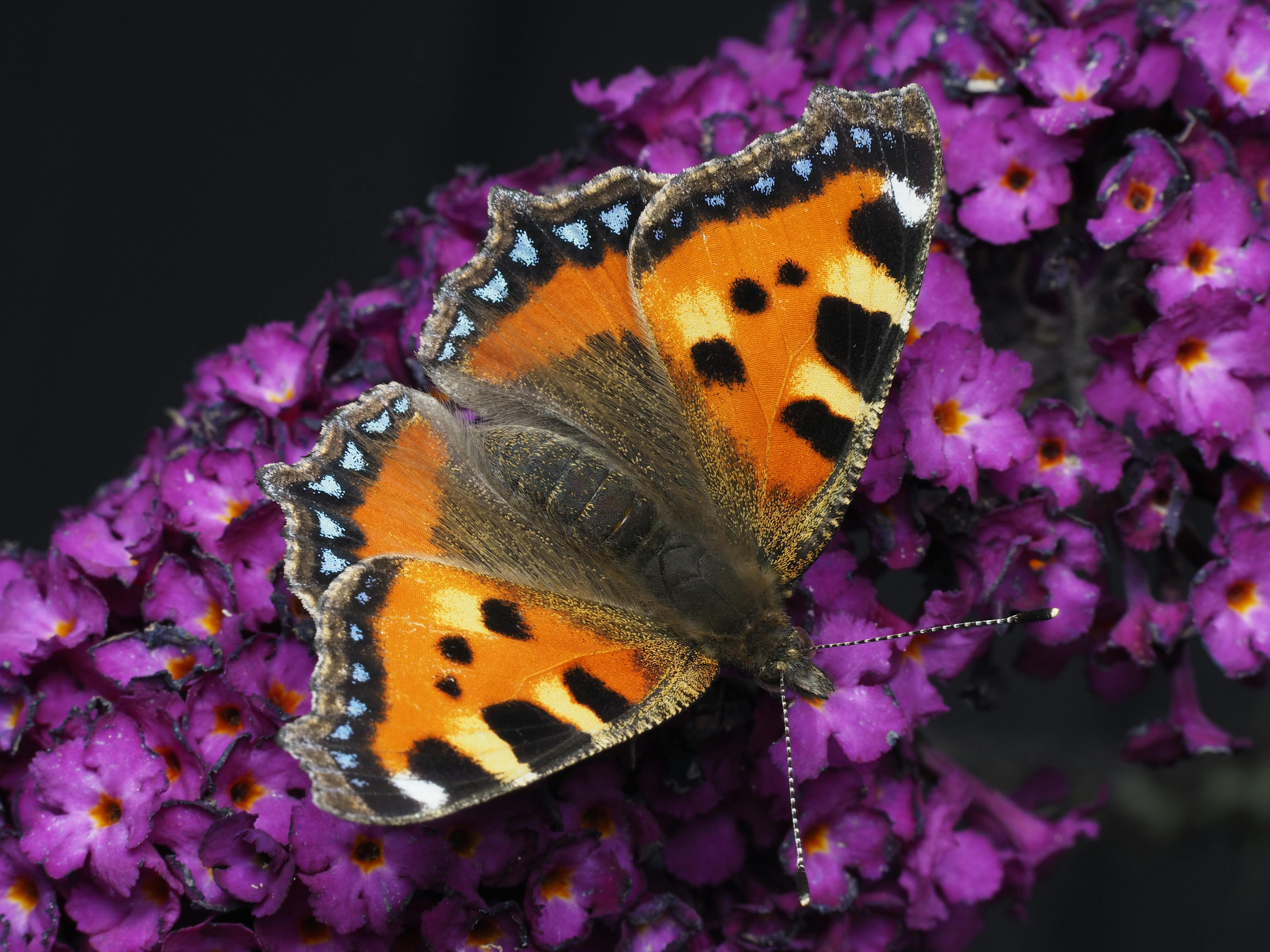 Tortoise Shell Butterfly Photos, Download The BEST Free Tortoise Shell ...