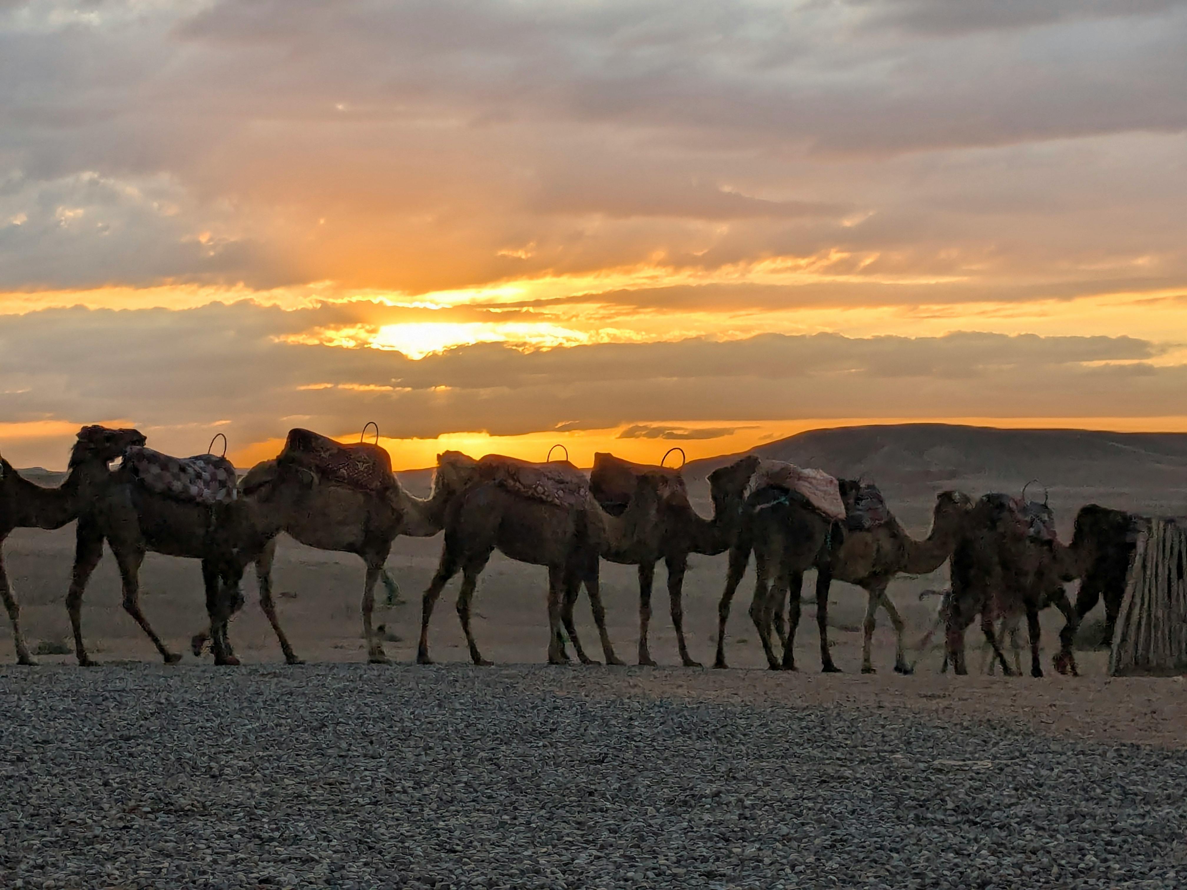 Camel Caravan at Sunset in Desert Landscape · Free Stock Photo