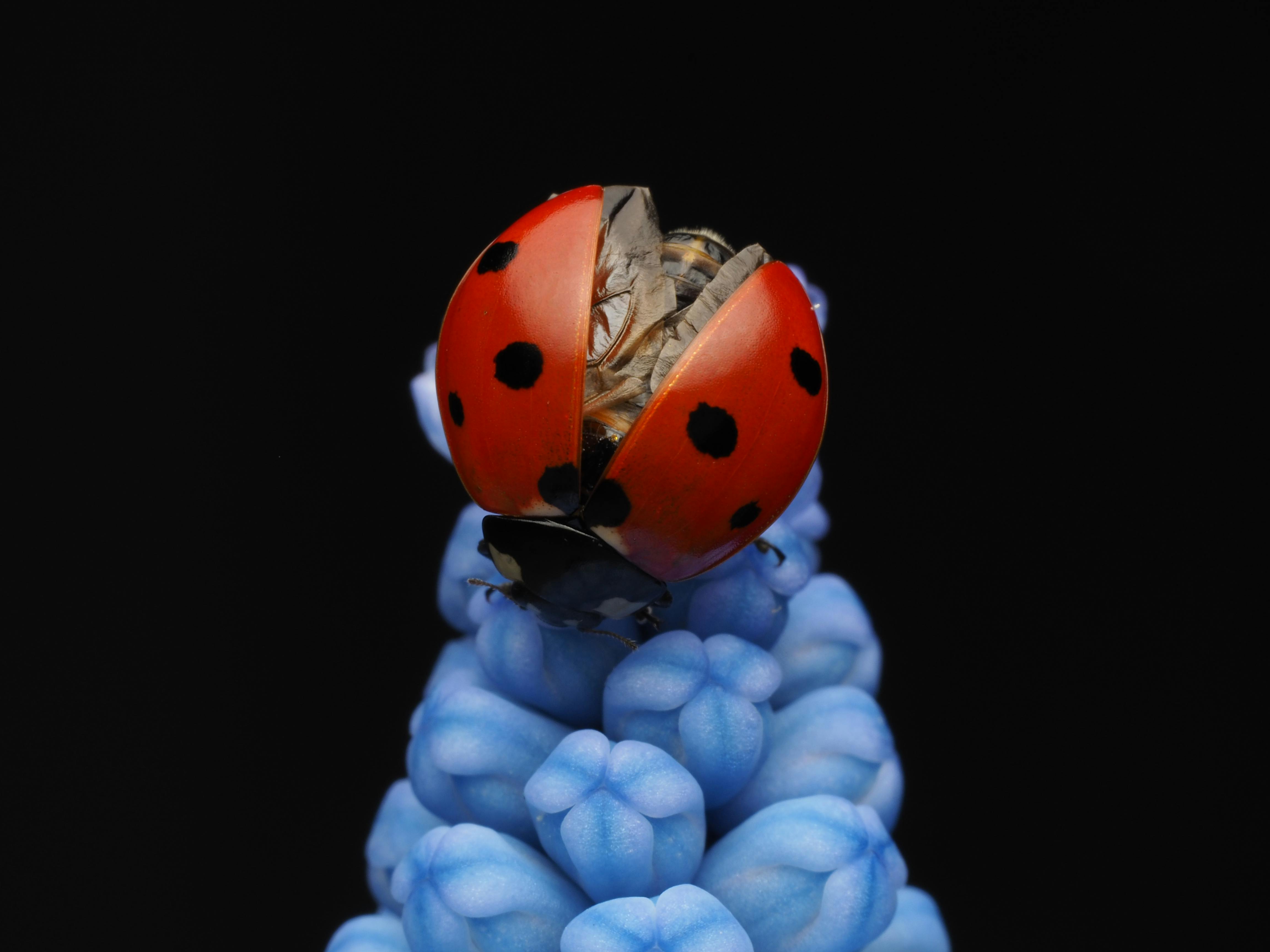 Close-Up of Ladybug on Blue Flower · Free Stock Photo