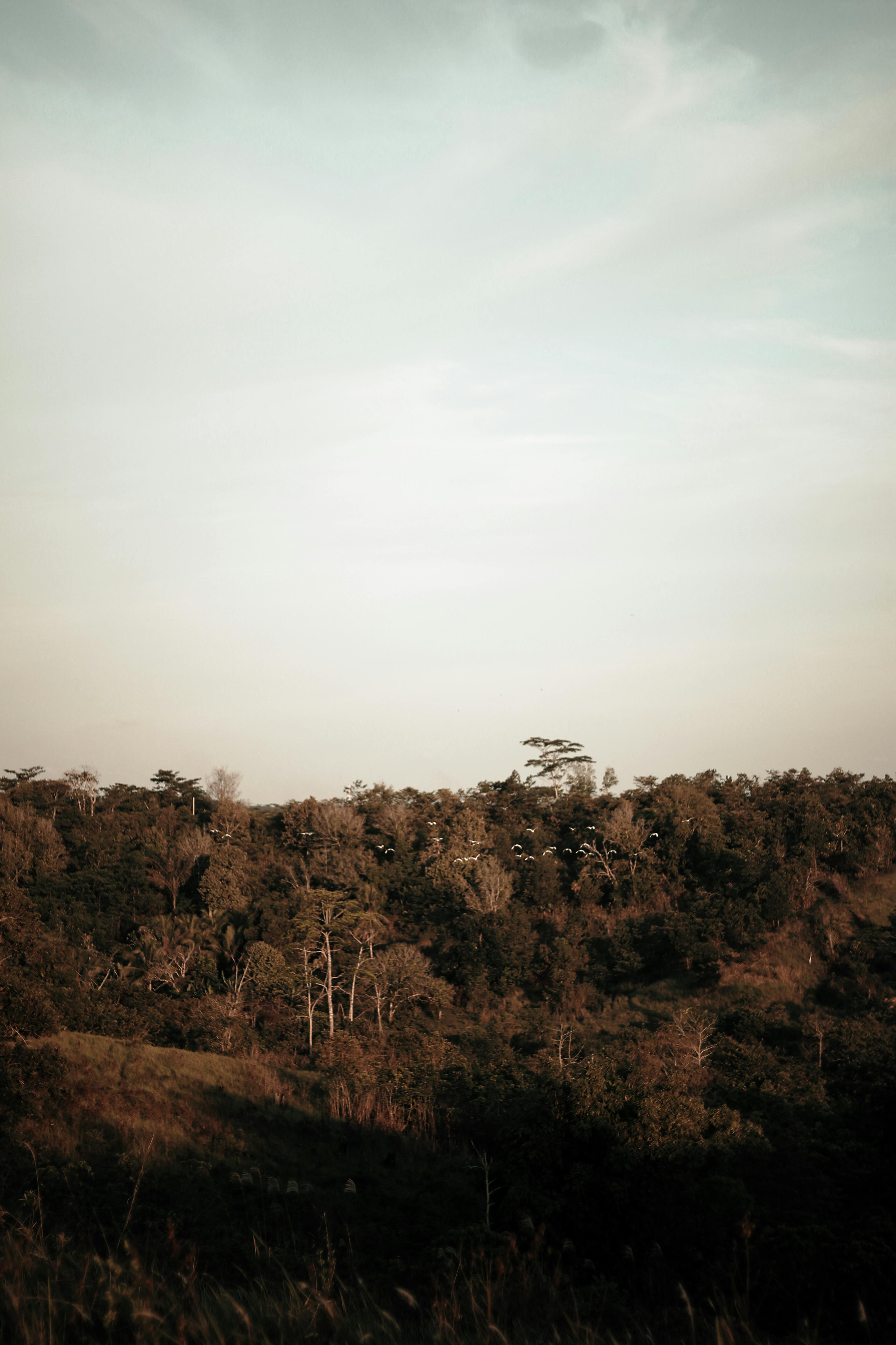Photo of Forest During Golden Hour · Free Stock Photo