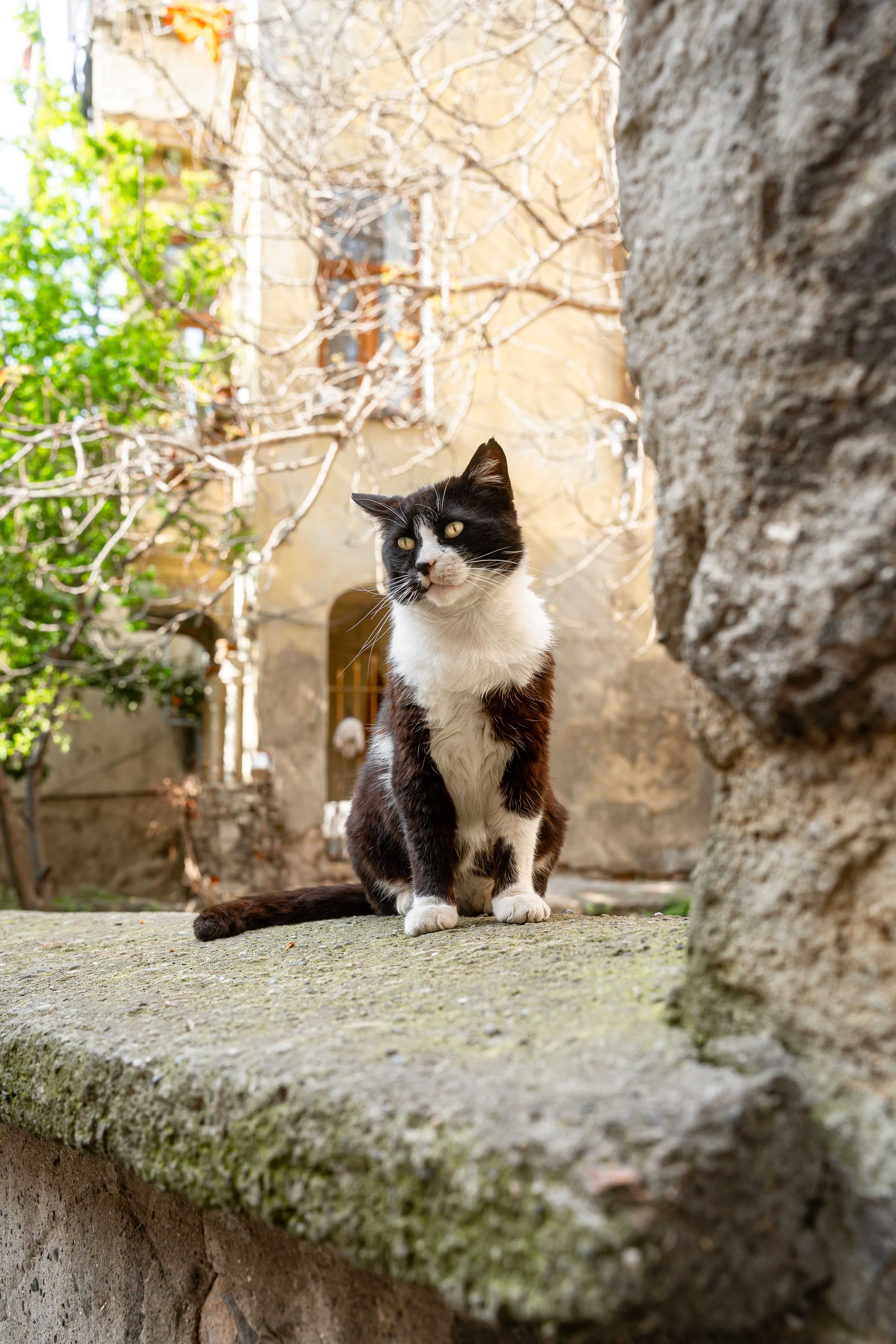 Babian Tubuh Paws Photos, Download The BEST Free Babian Tubuh Paws ...