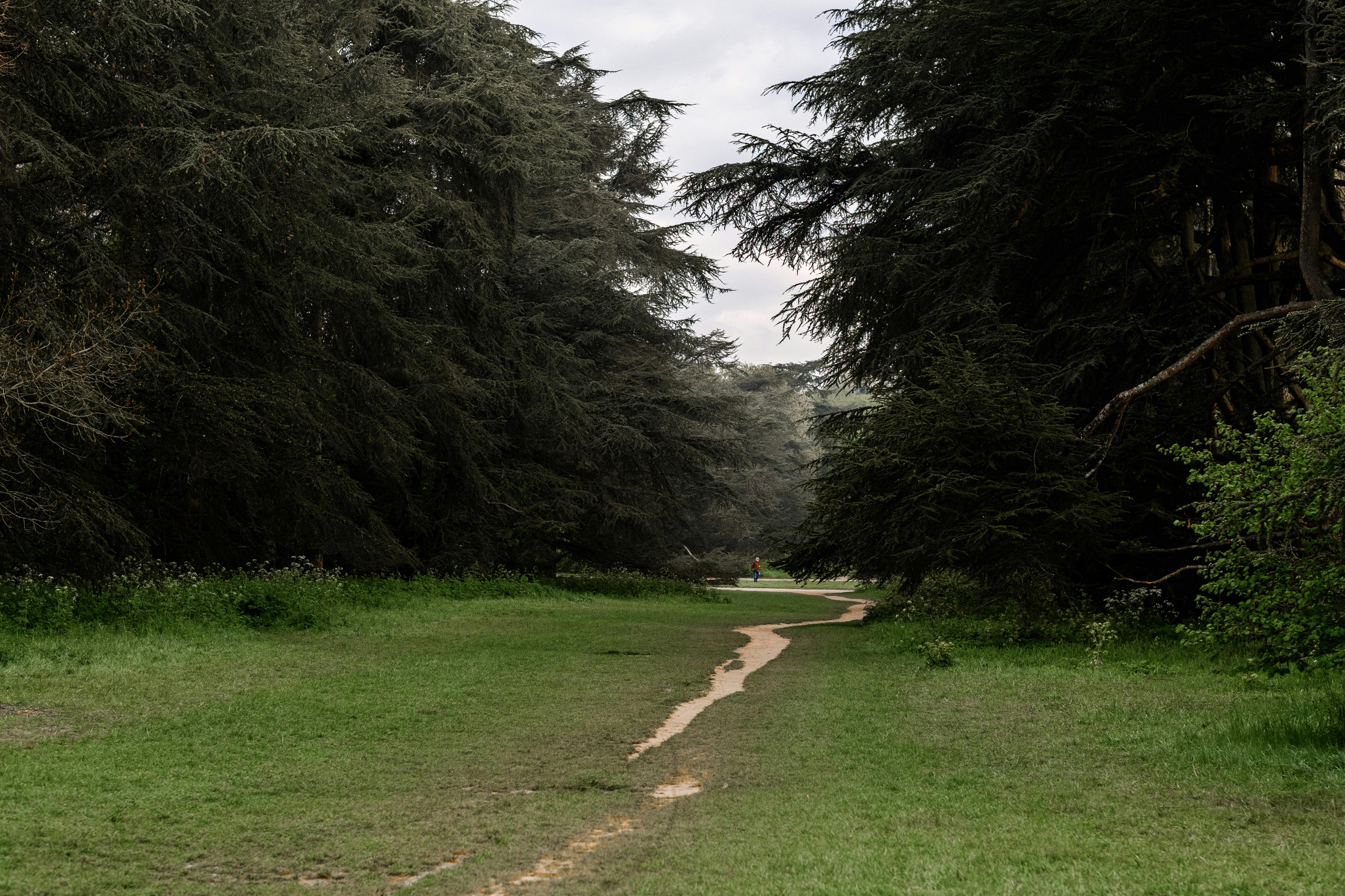Scenic Forest Path in Early Spring · Free Stock Photo