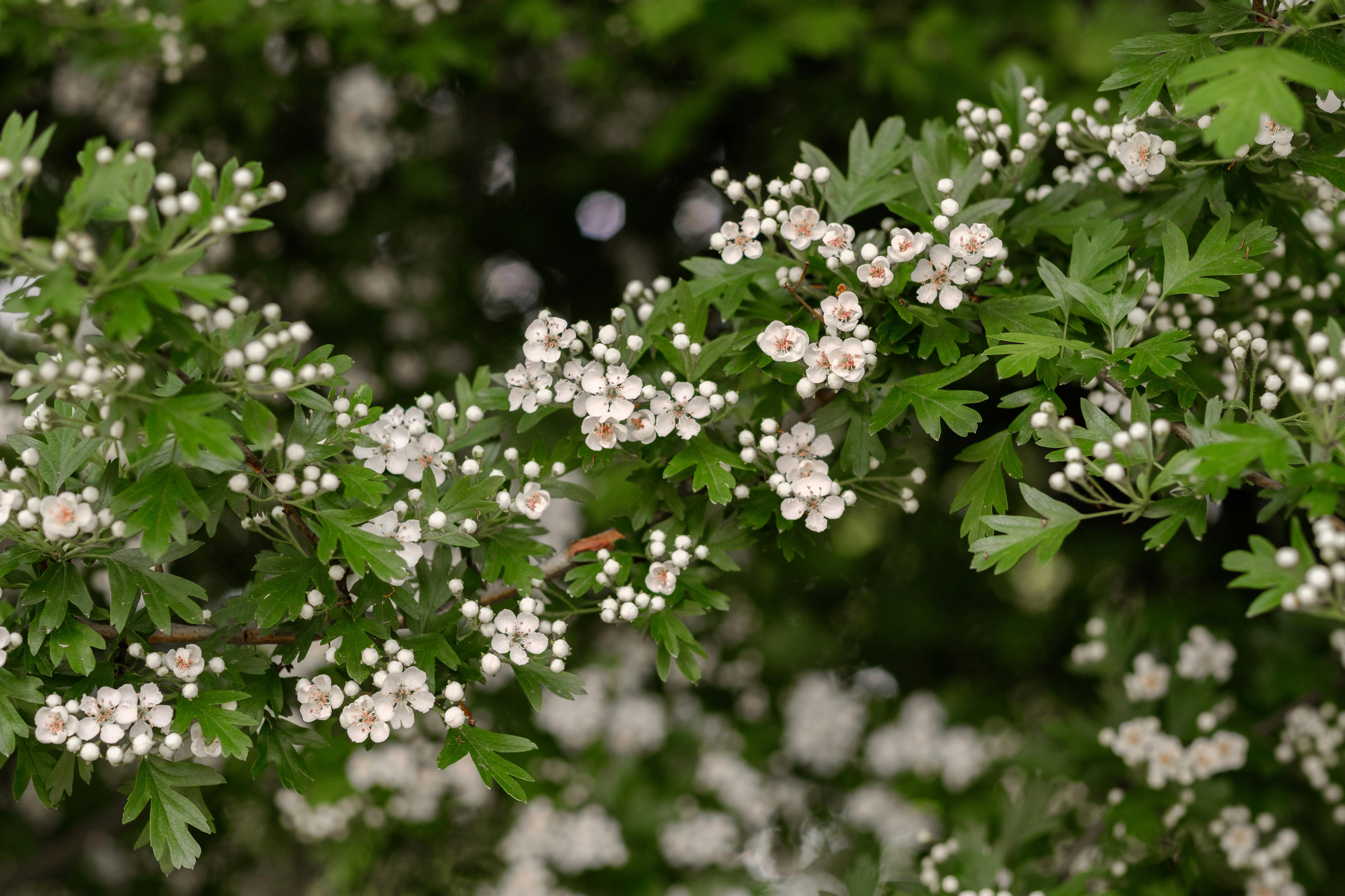 Close-up of Blooming Hawthorn Flowers in Spring · Free Stock Photo