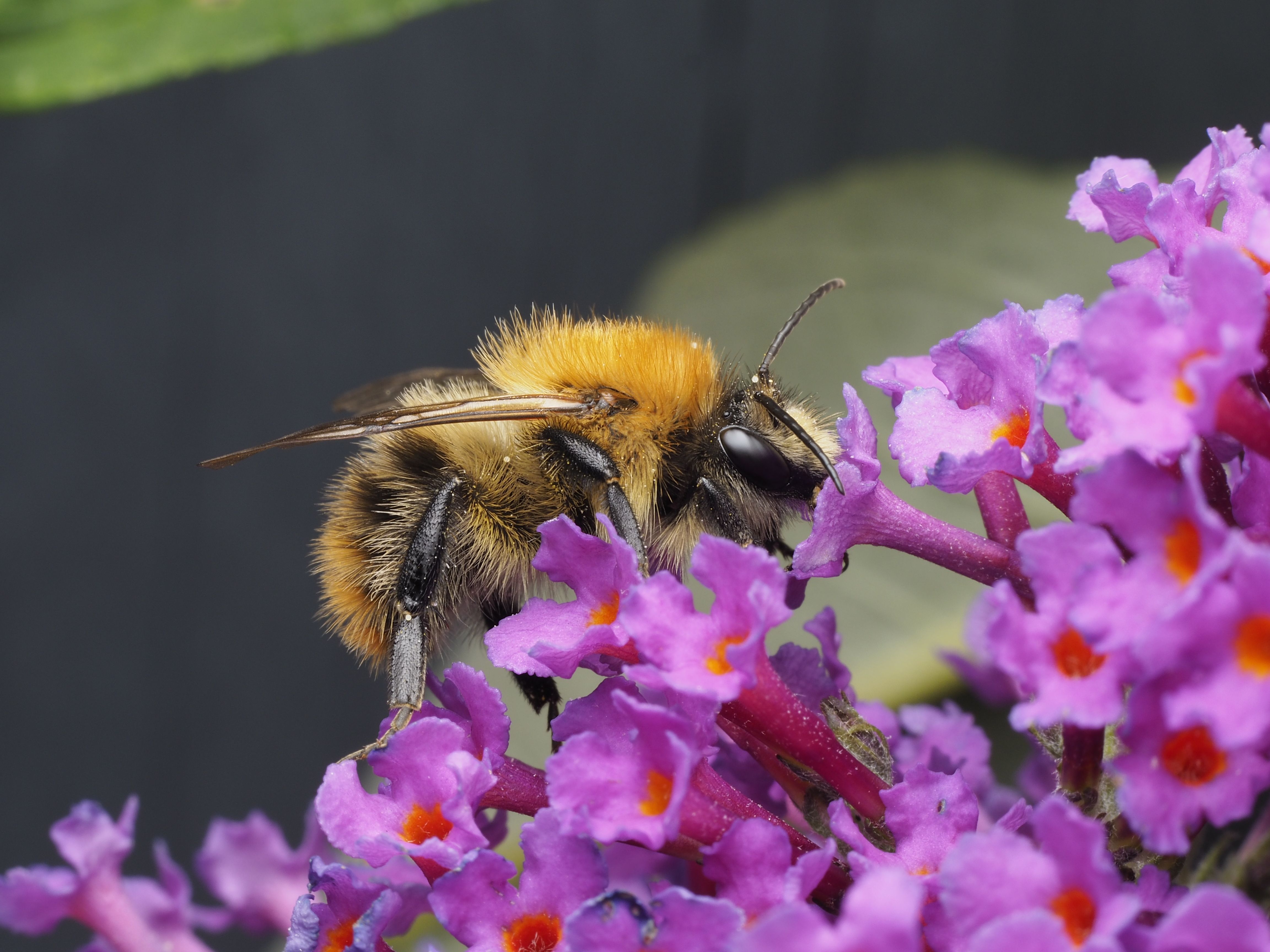 Close-Up of Bee on Vibrant Pink Flowers · Free Stock Photo