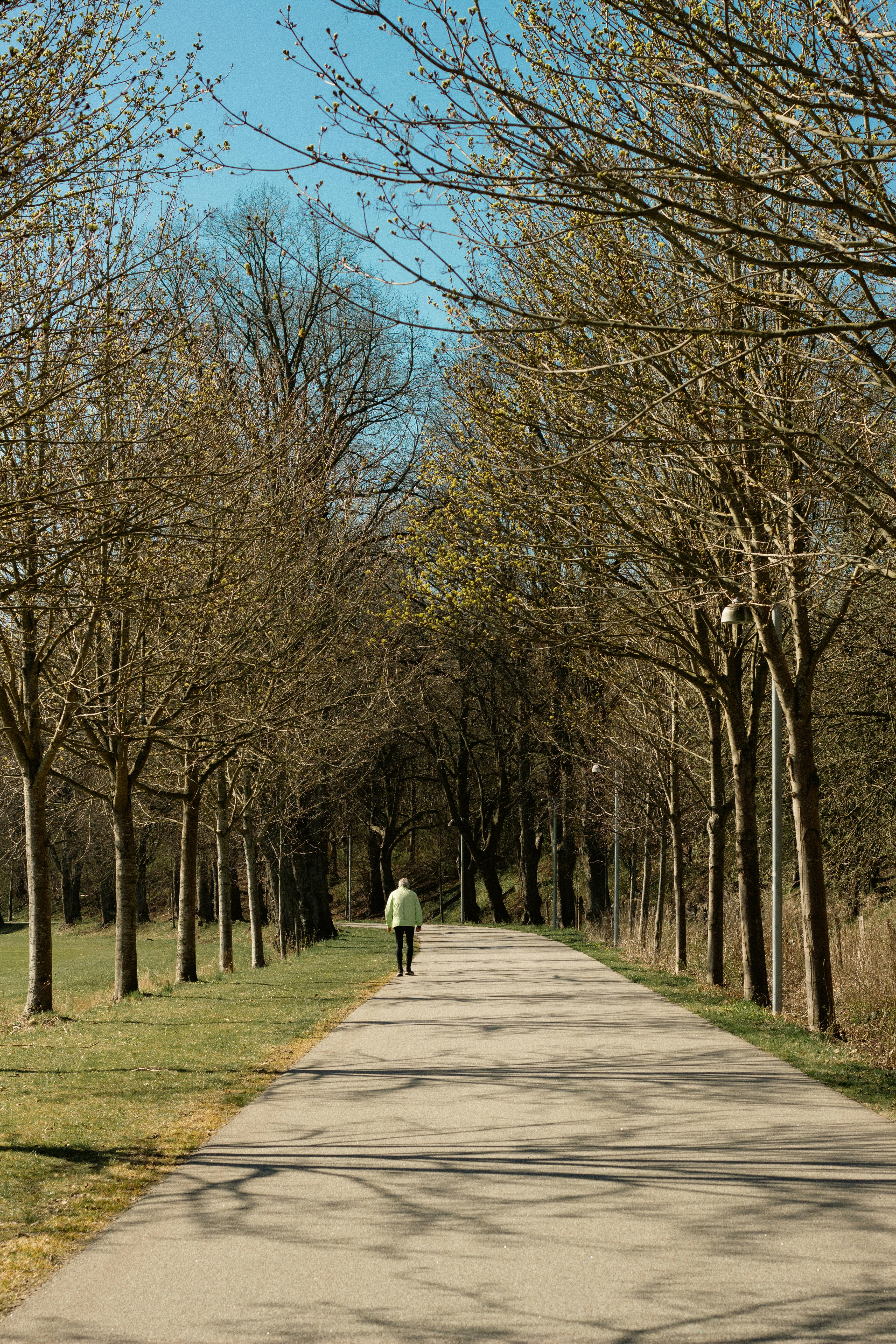 Lonely Walk Along Tree-Lined Park Pathway · Free Stock Photo