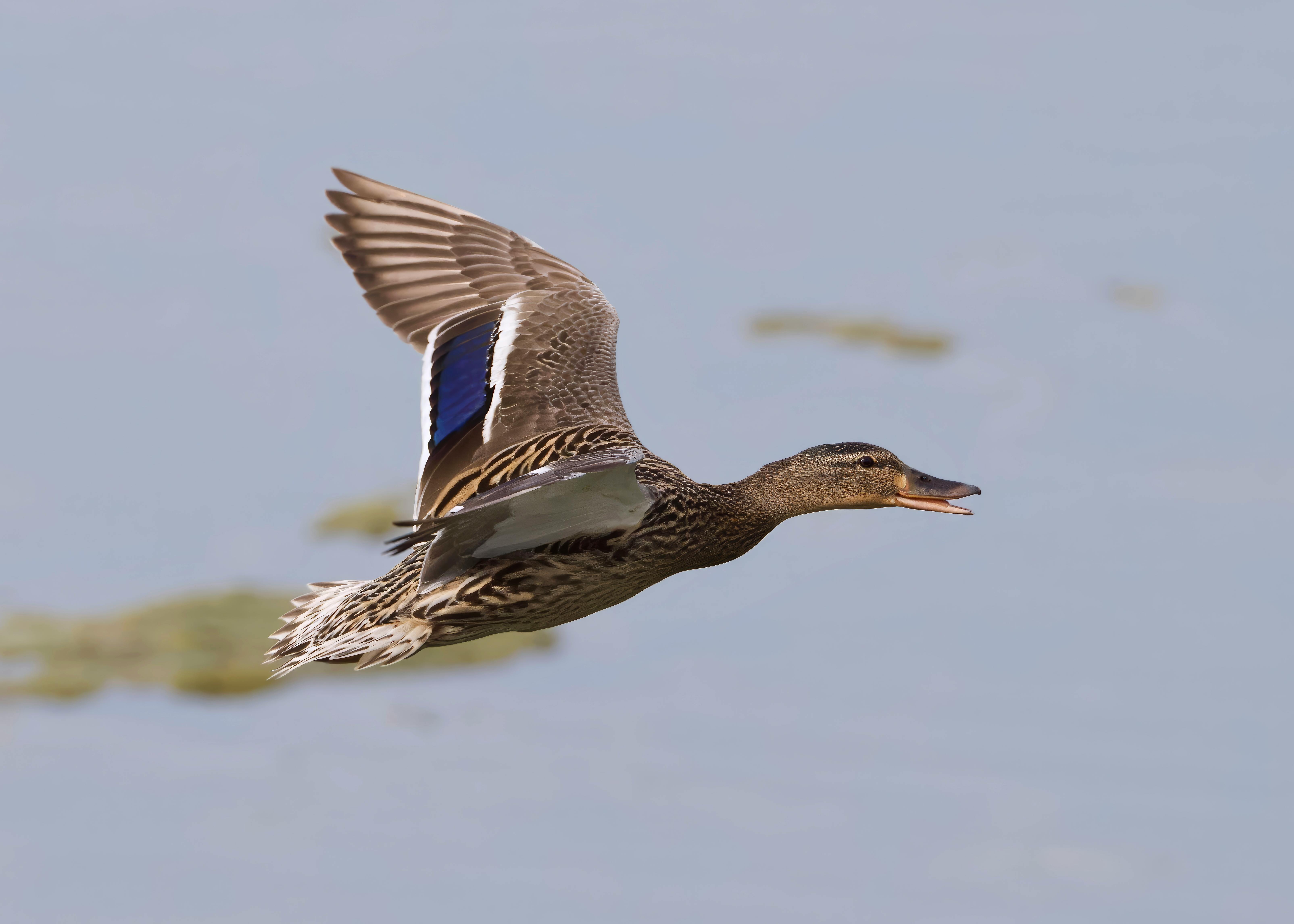 Mallard Duck in Flight Over Serene Waters · Free Stock Photo