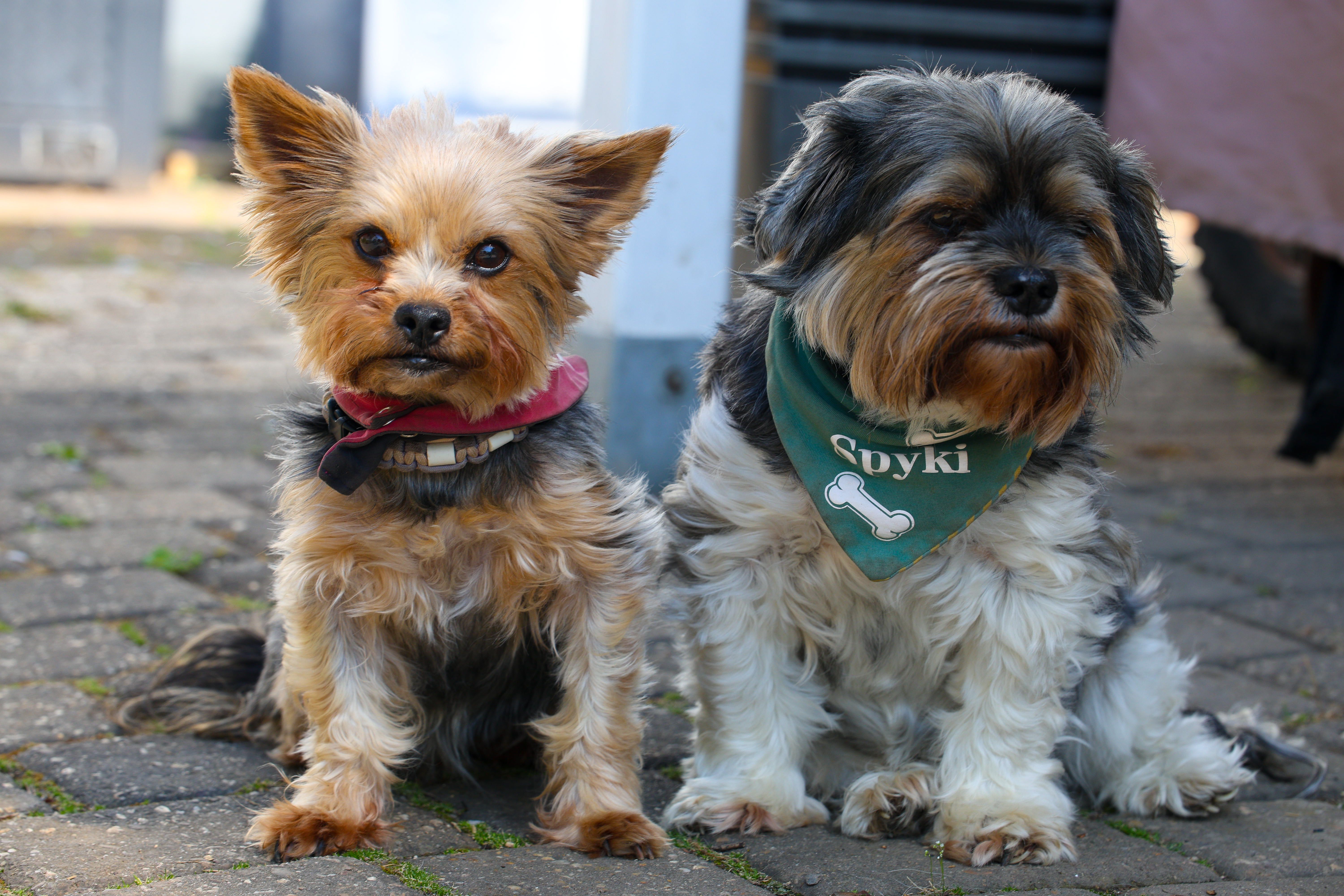 Dog Borebell Photos, Download The BEST Free Dog Borebell Stock Photos ...