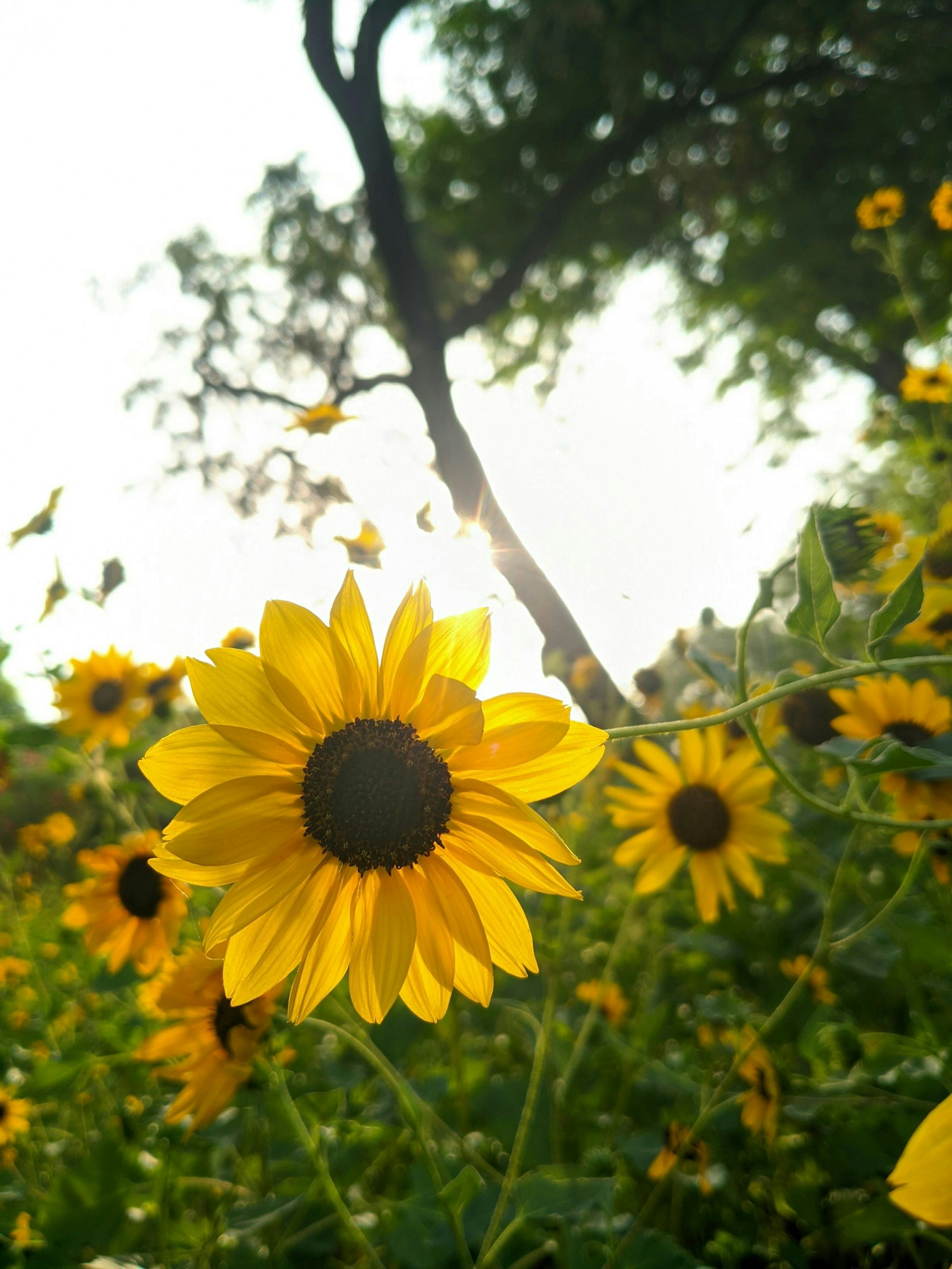 Sun Backlighting Photos, Download The BEST Free Sun Backlighting Stock ...