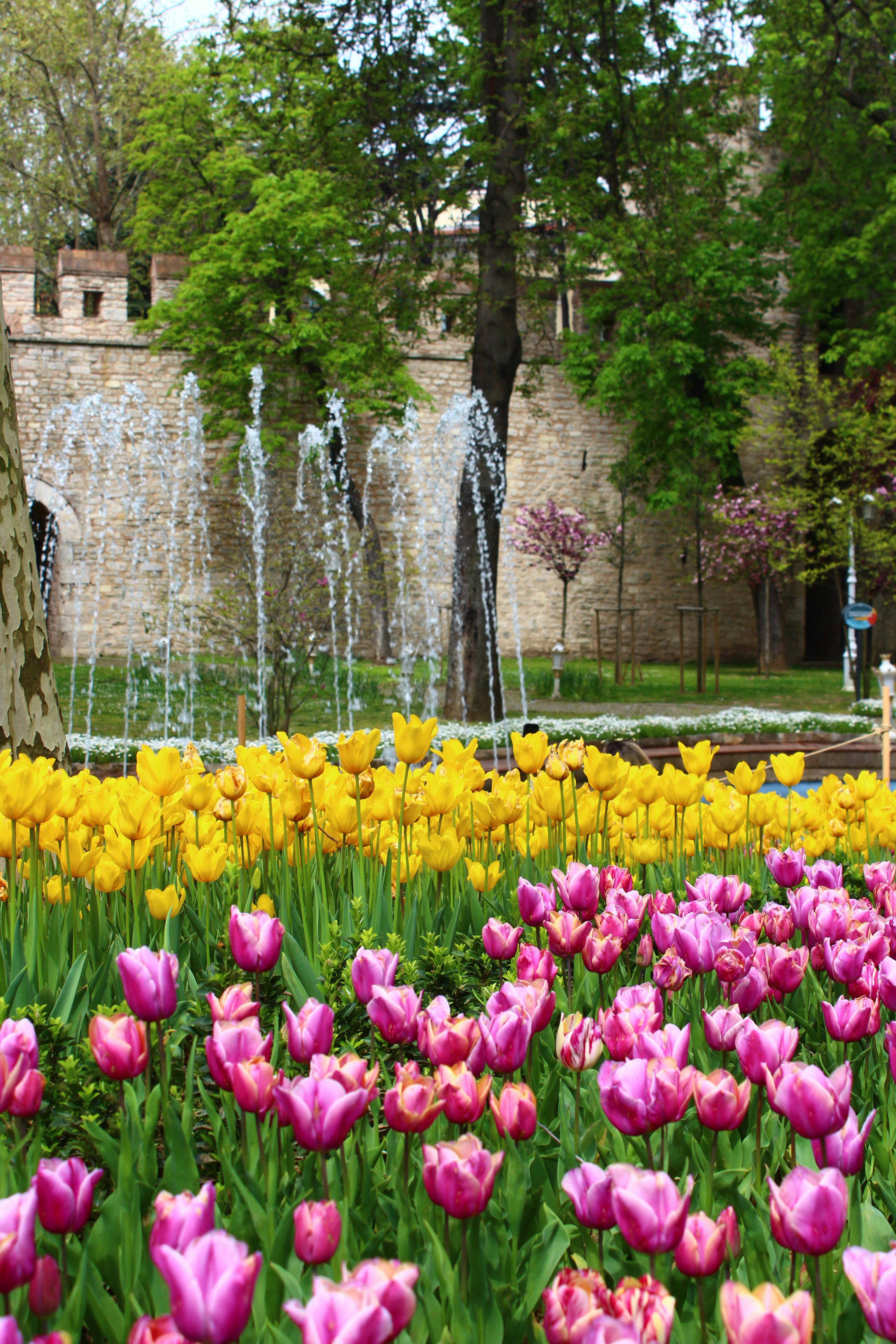 Colorful Tulip Garden with Fountain in Spring · Free Stock Photo
