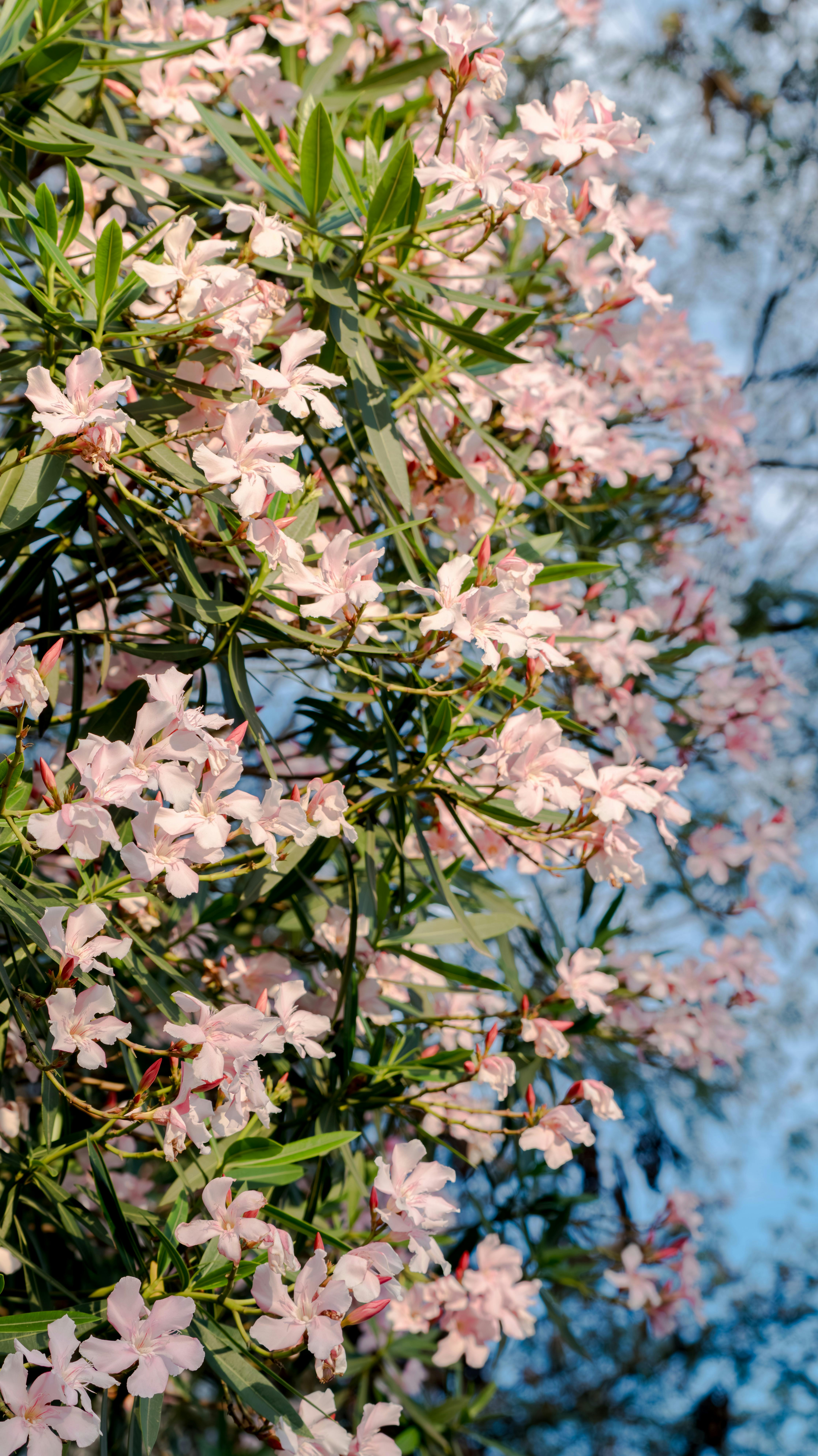 Blooming Oleander with Soft Pink Flowers · Free Stock Photo