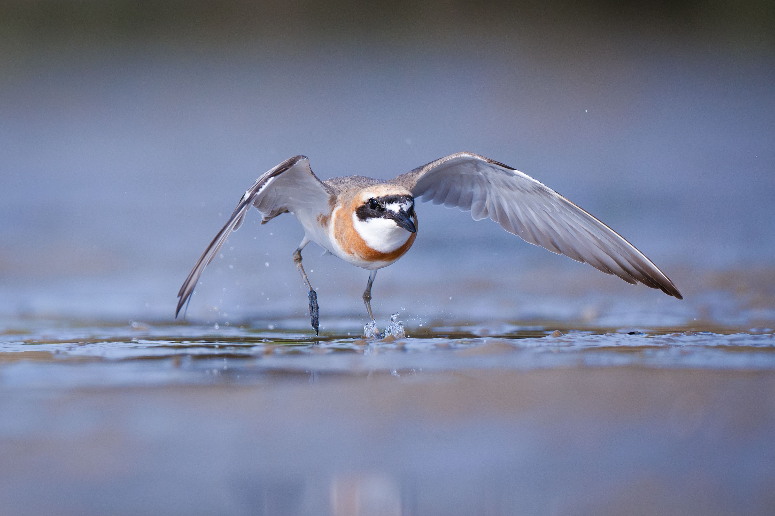 Graceful Shorebird Skimming Water Surface in Flight · Free Stock Photo