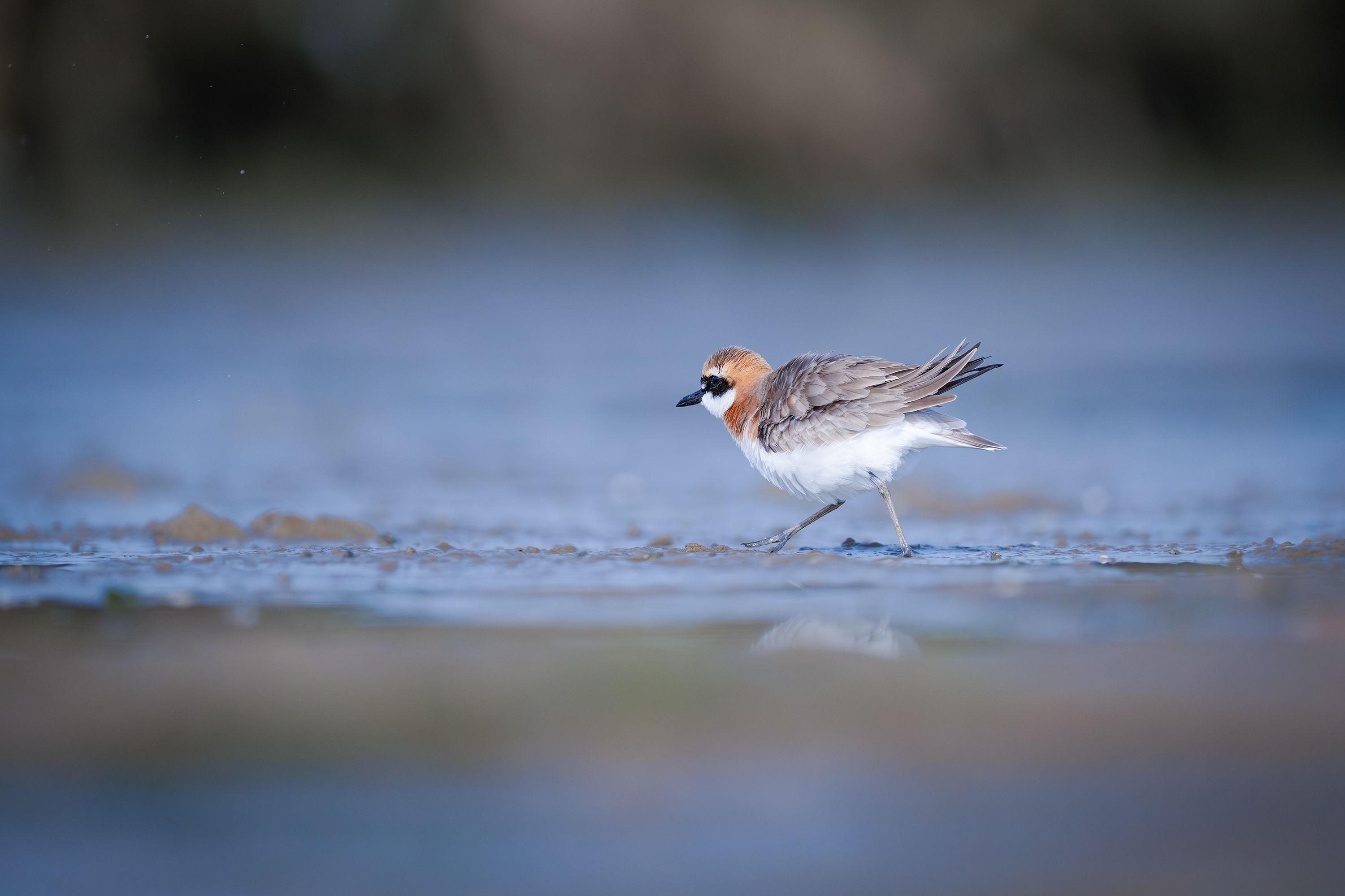 Close-Up of Red-Capped Plover Wading in Water · Free Stock Photo