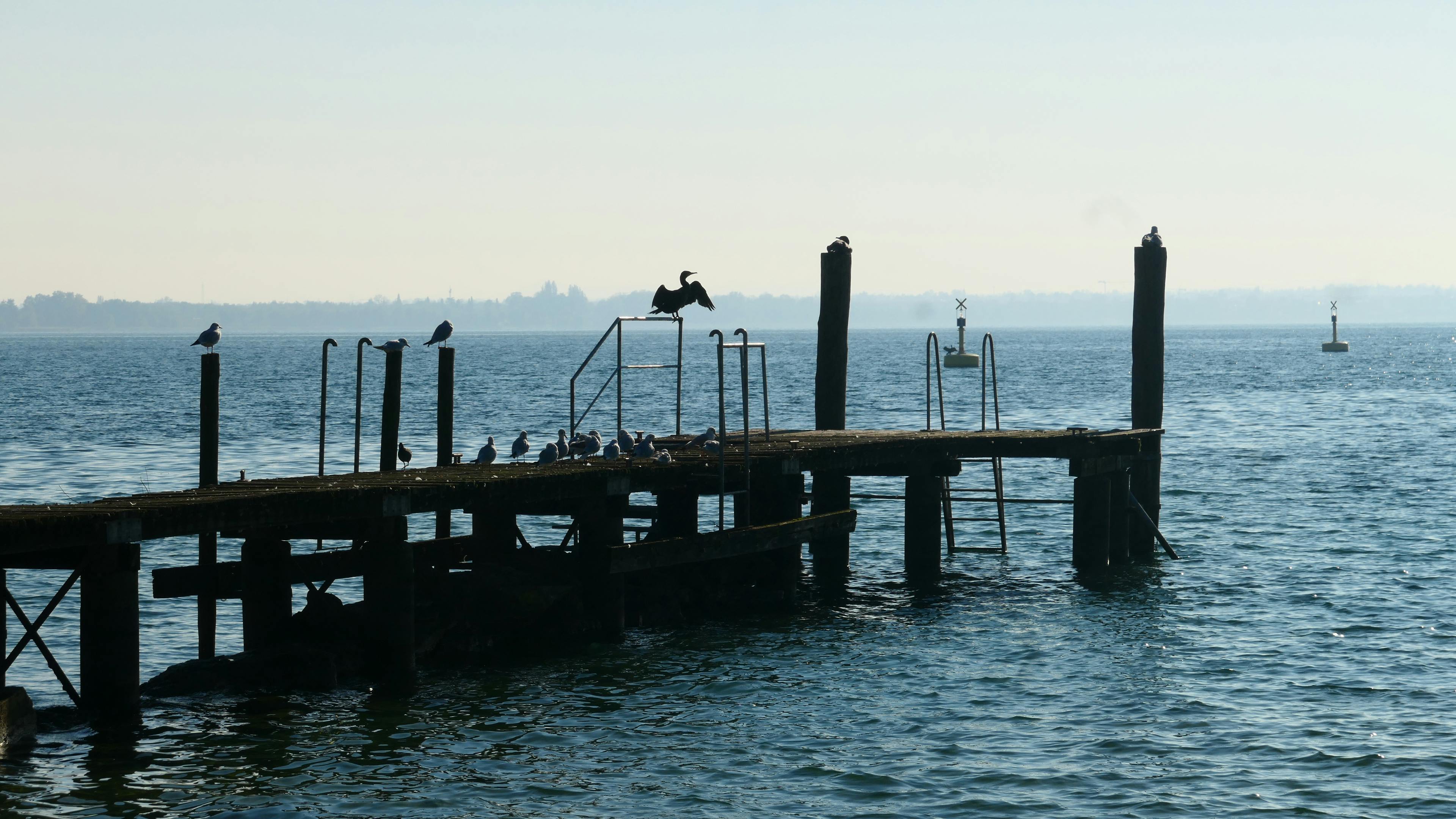Seagulls Resting on Italian Pier at Dawn · Free Stock Photo
