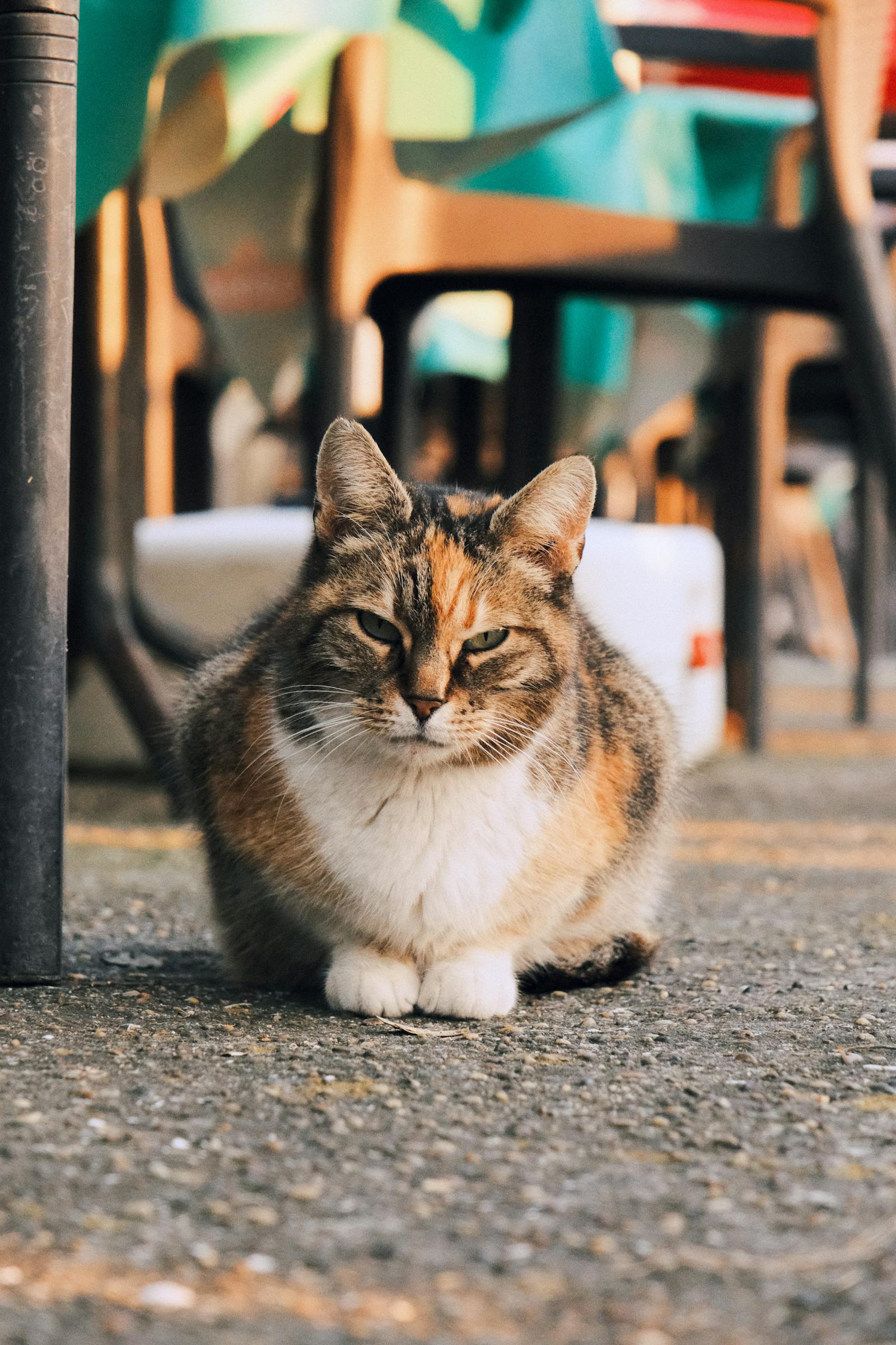 Cat Pfp Photos, Download The BEST Free Cat Pfp Stock Photos & HD Images