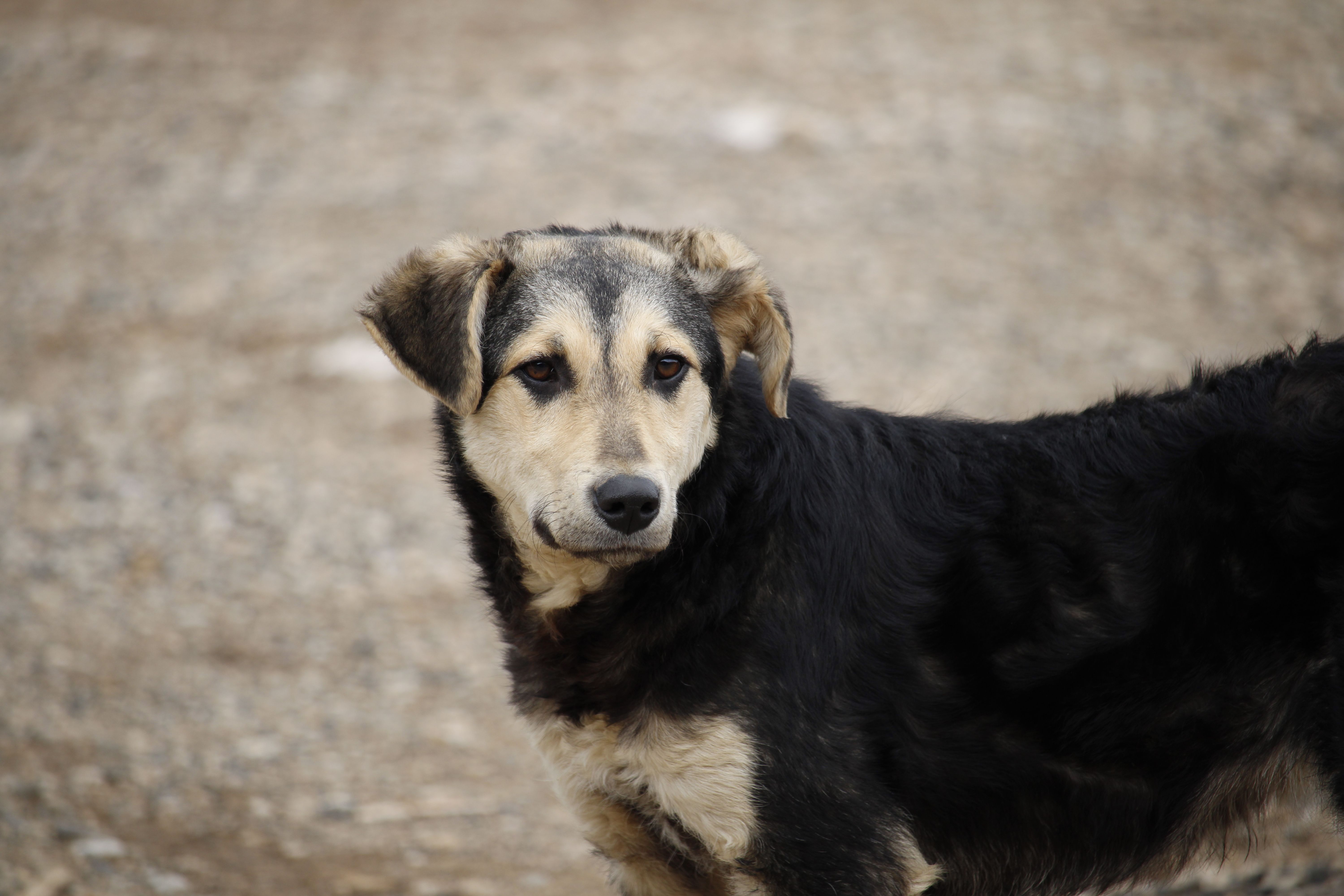 Charming Stray Dog in Albania Urban Setting · Free Stock Photo