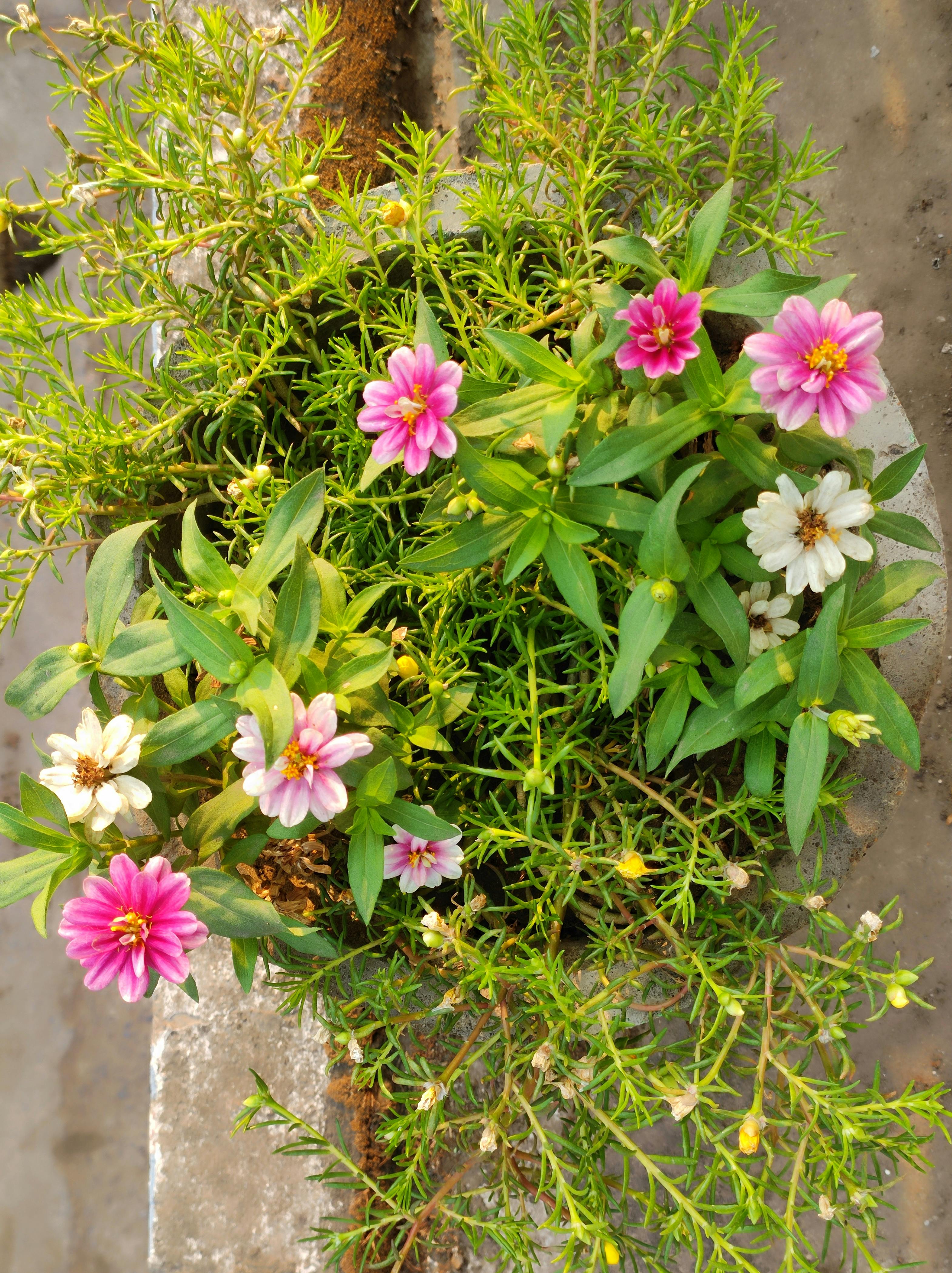 Shyamli Kashyap - Photography