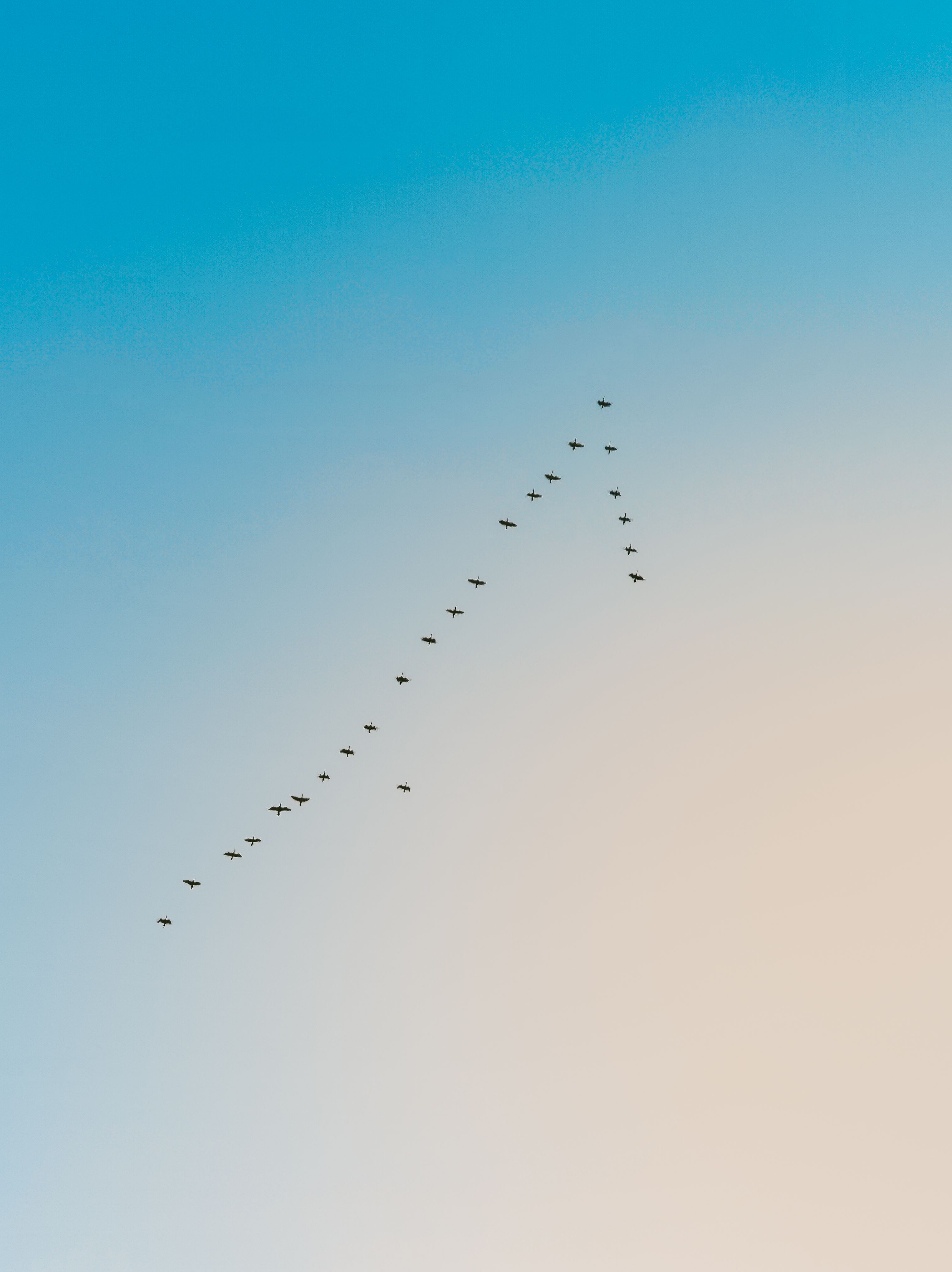 Flock of Birds Flying in V Formation in Blue Sky · Free Stock Photo