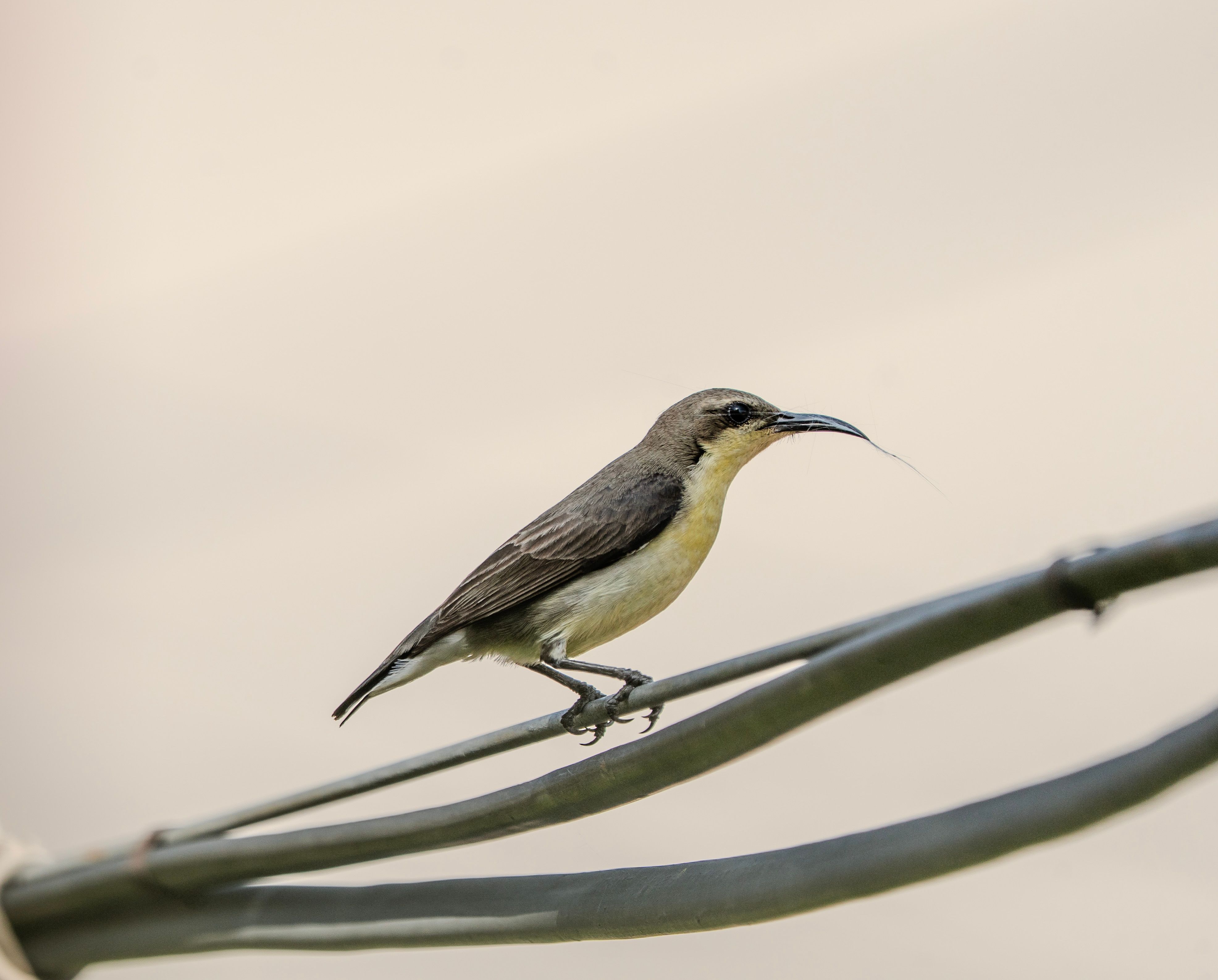 Pájaro Sol Posado En Un Cable Con Un Insecto En El Pico · Foto de stock ...