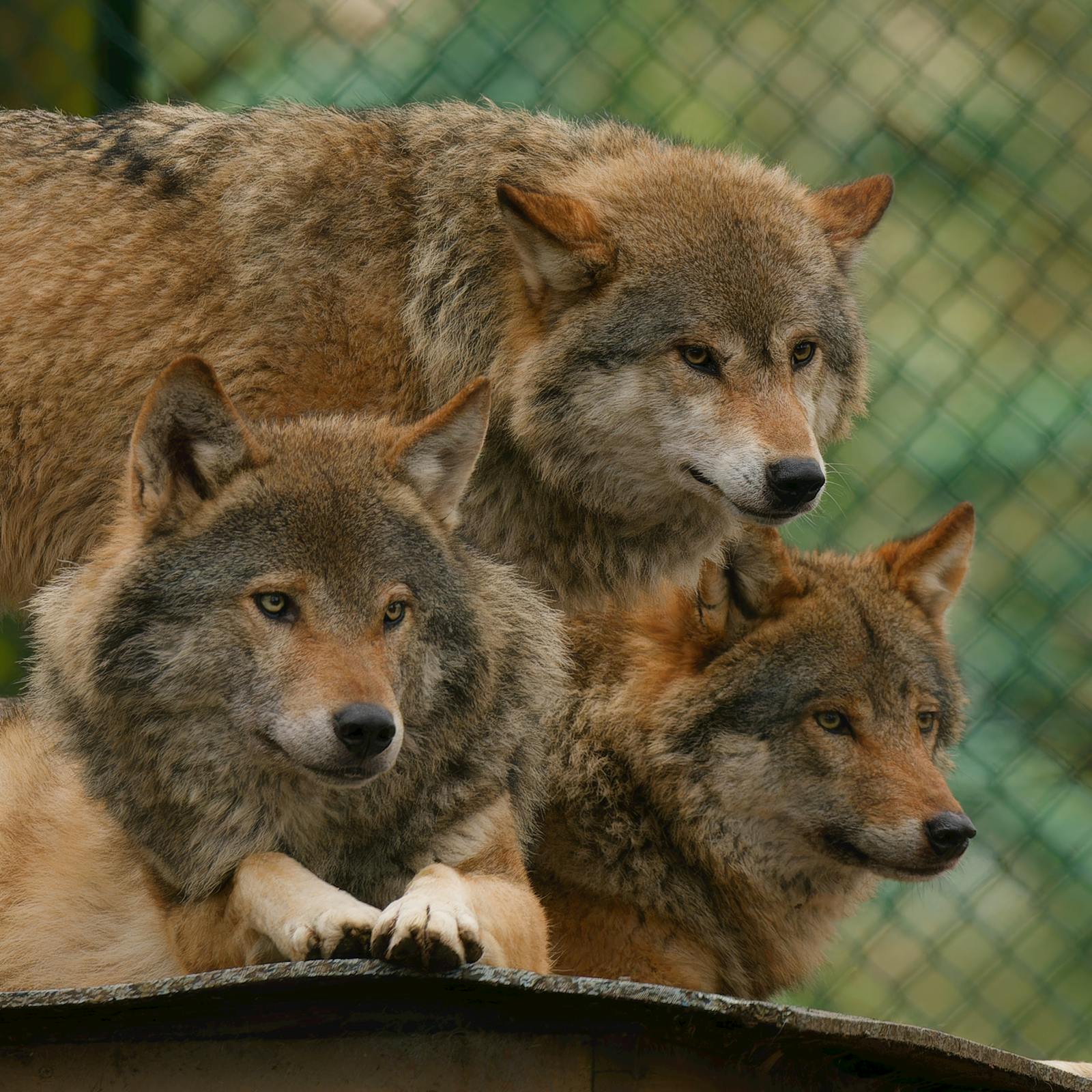 Wolves Photos, Download The BEST Free Wolves Stock Photos & HD Images