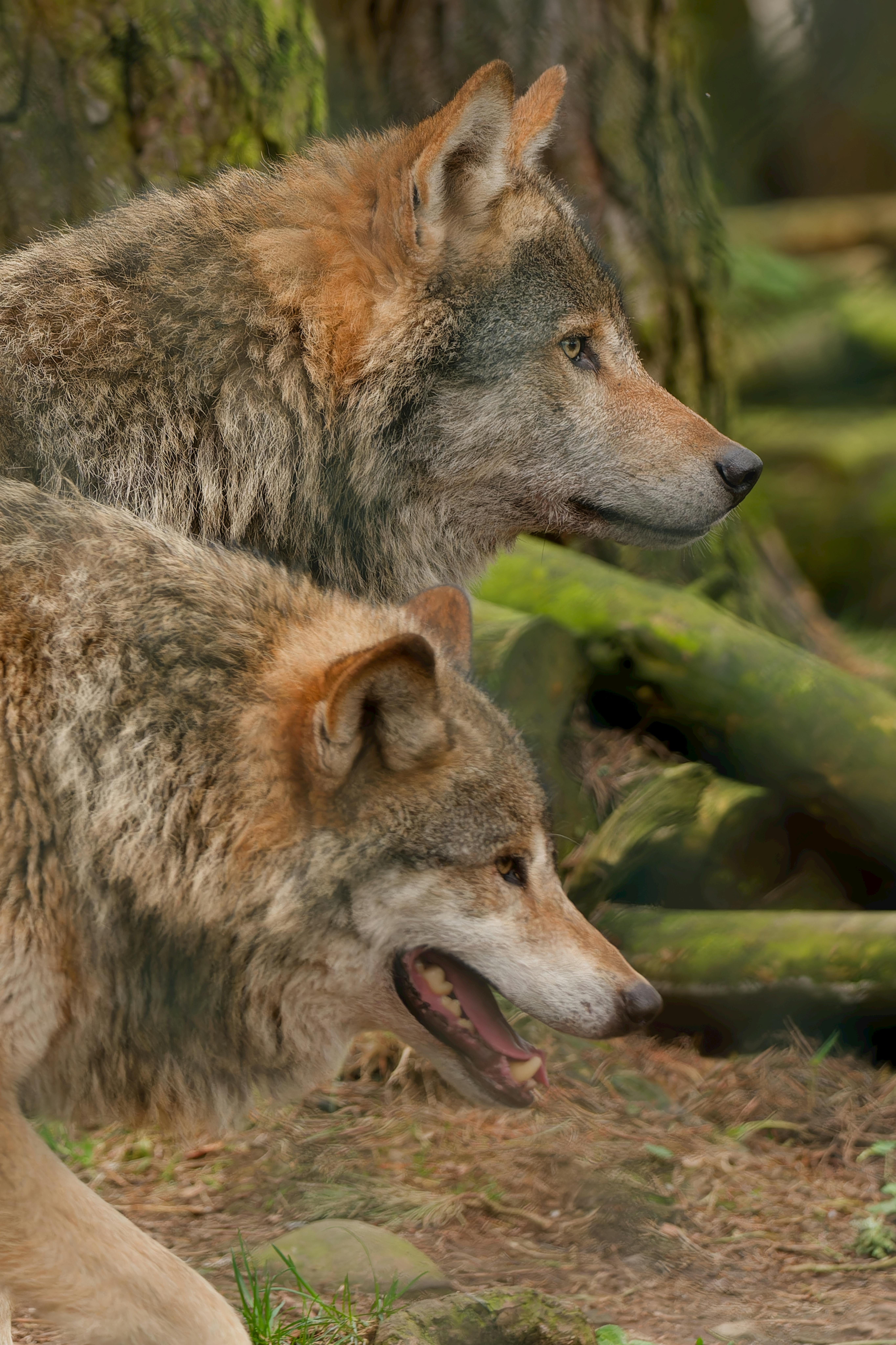 Alpha Wolves Photos, Download The BEST Free Alpha Wolves Stock Photos ...