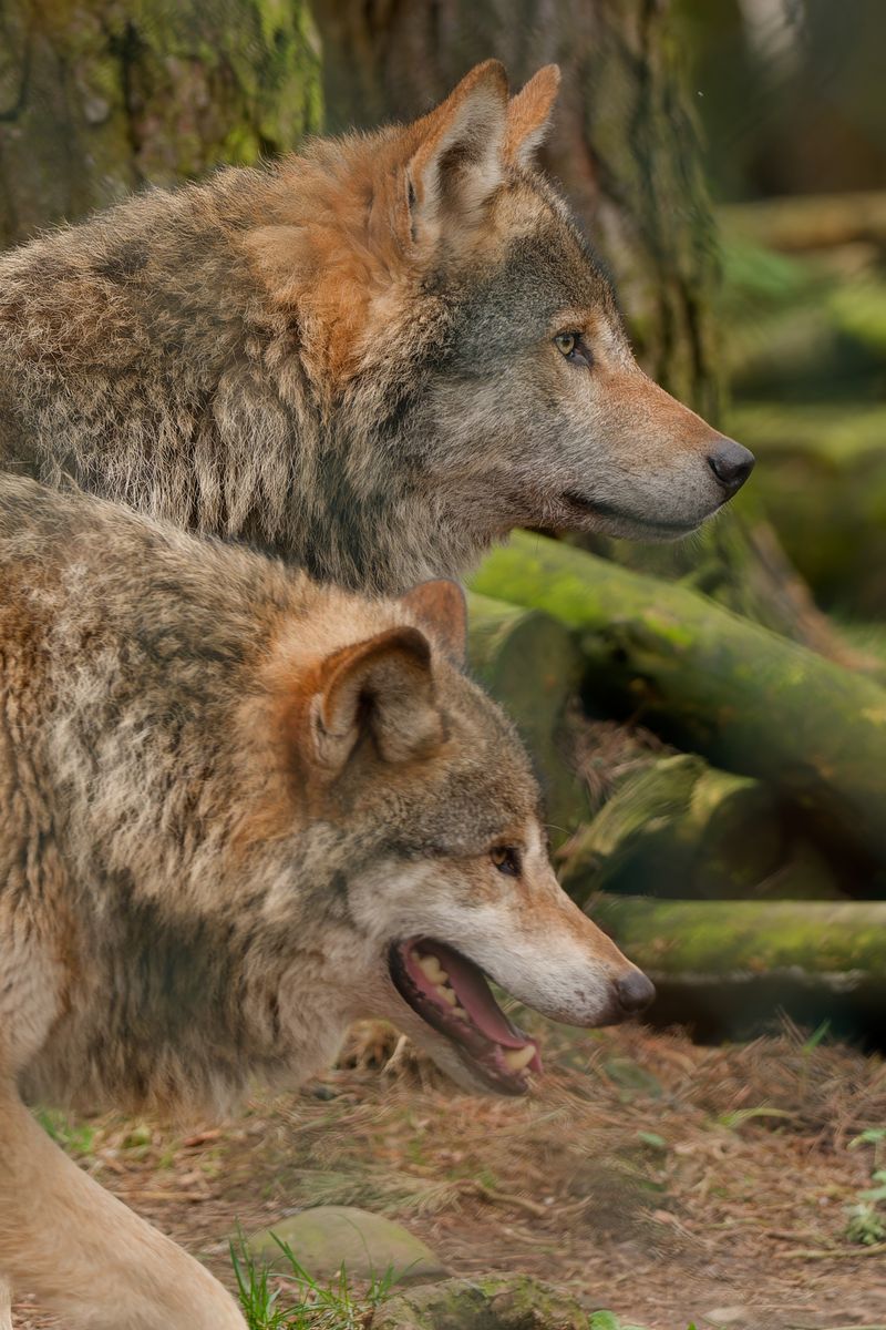 Wolves Photos, Download The BEST Free Wolves Stock Photos & HD Images