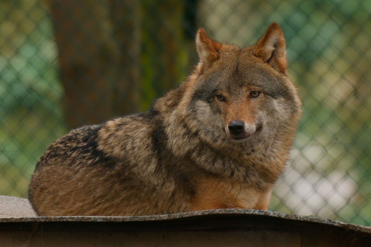 Alpha Wolf Photos, Download The BEST Free Alpha Wolf Stock Photos & HD ...