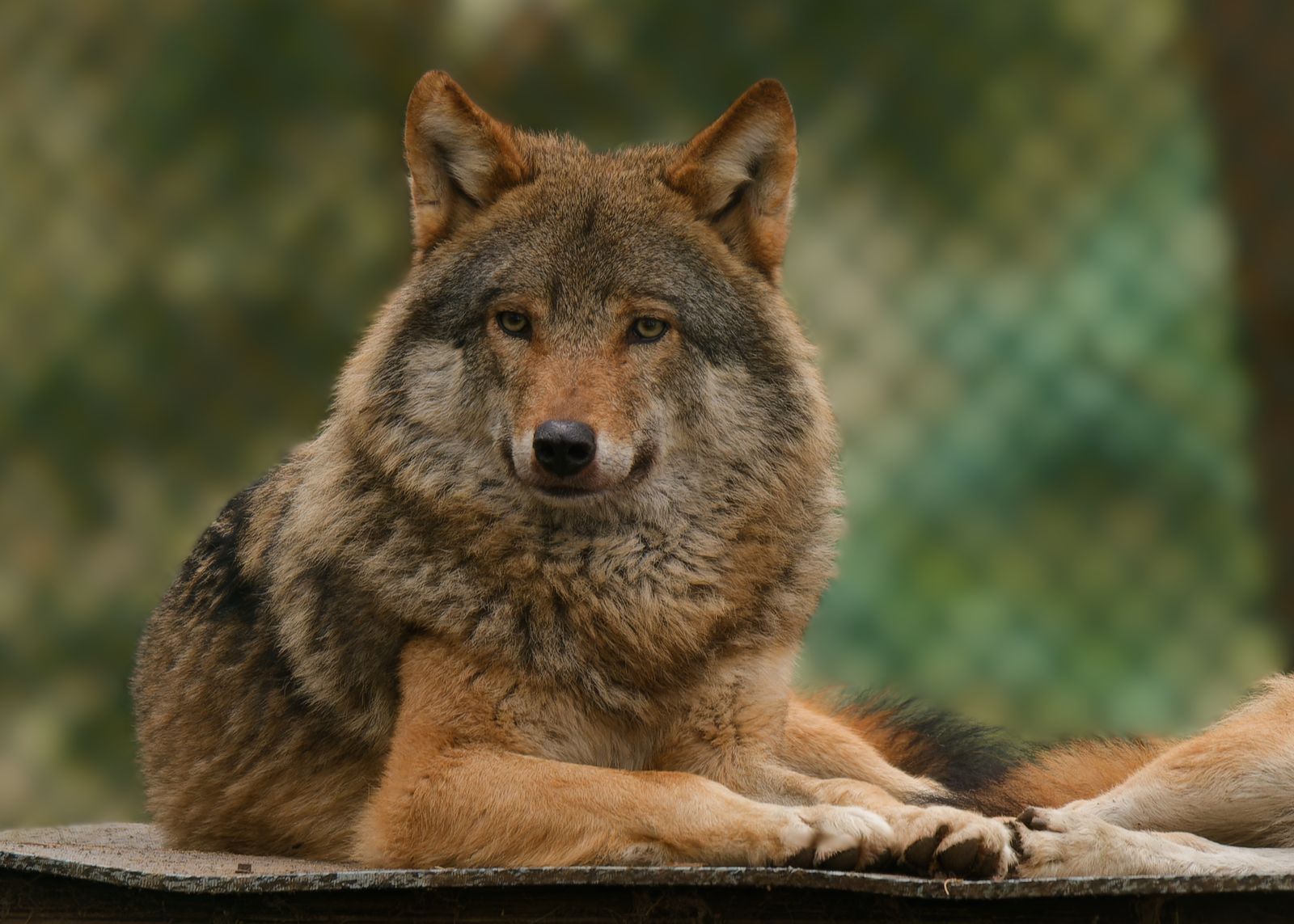 Alpha Wolf Photos, Download The BEST Free Alpha Wolf Stock Photos & HD ...