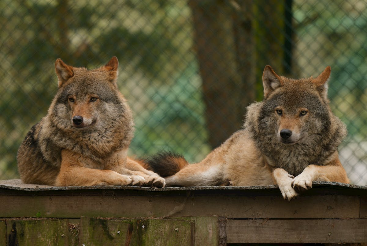 Wild Wolves Photos, Download The BEST Free Wild Wolves Stock Photos ...