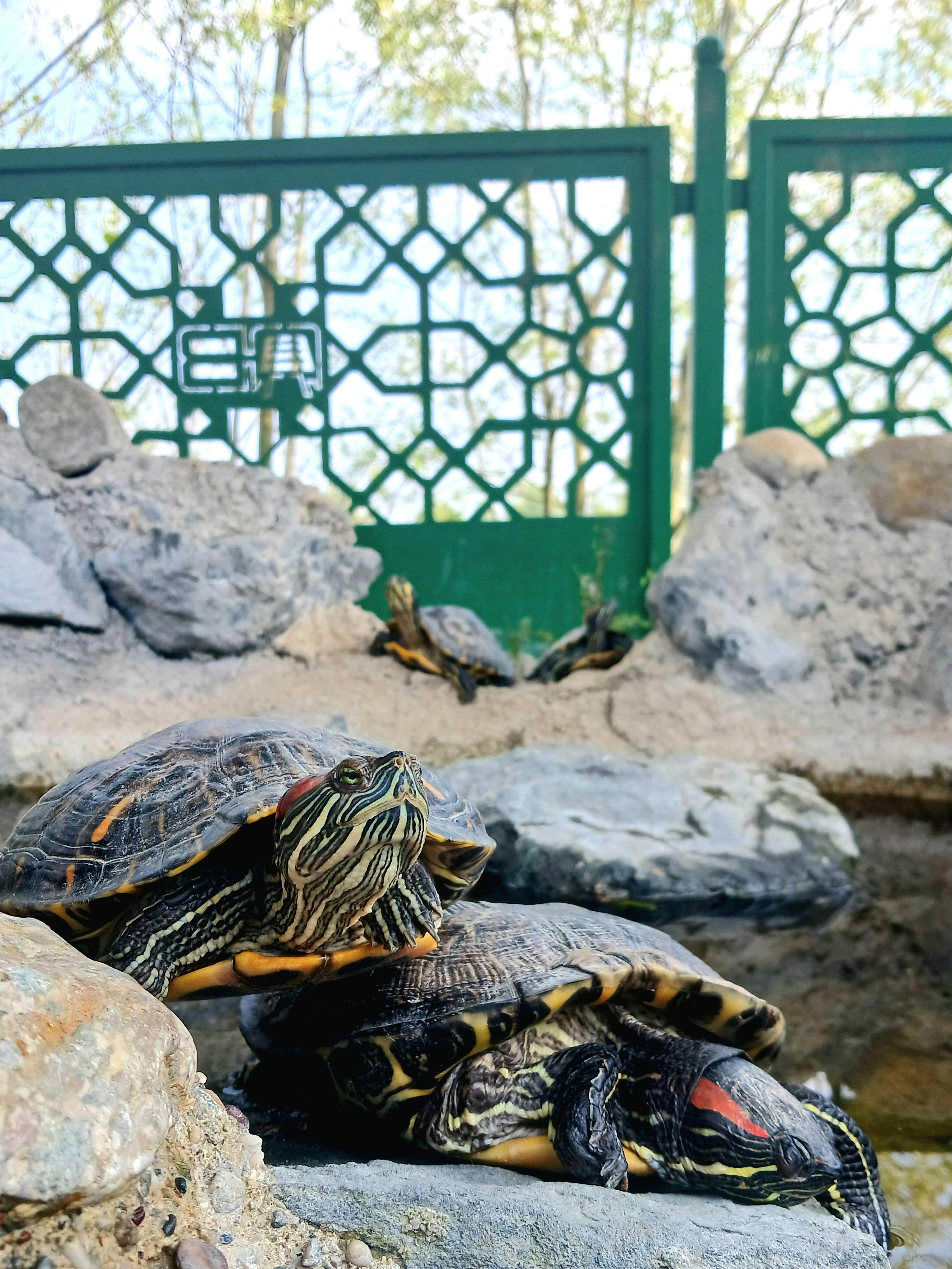 Red-Eared Sliders Basking on Rocks · Free Stock Photo
