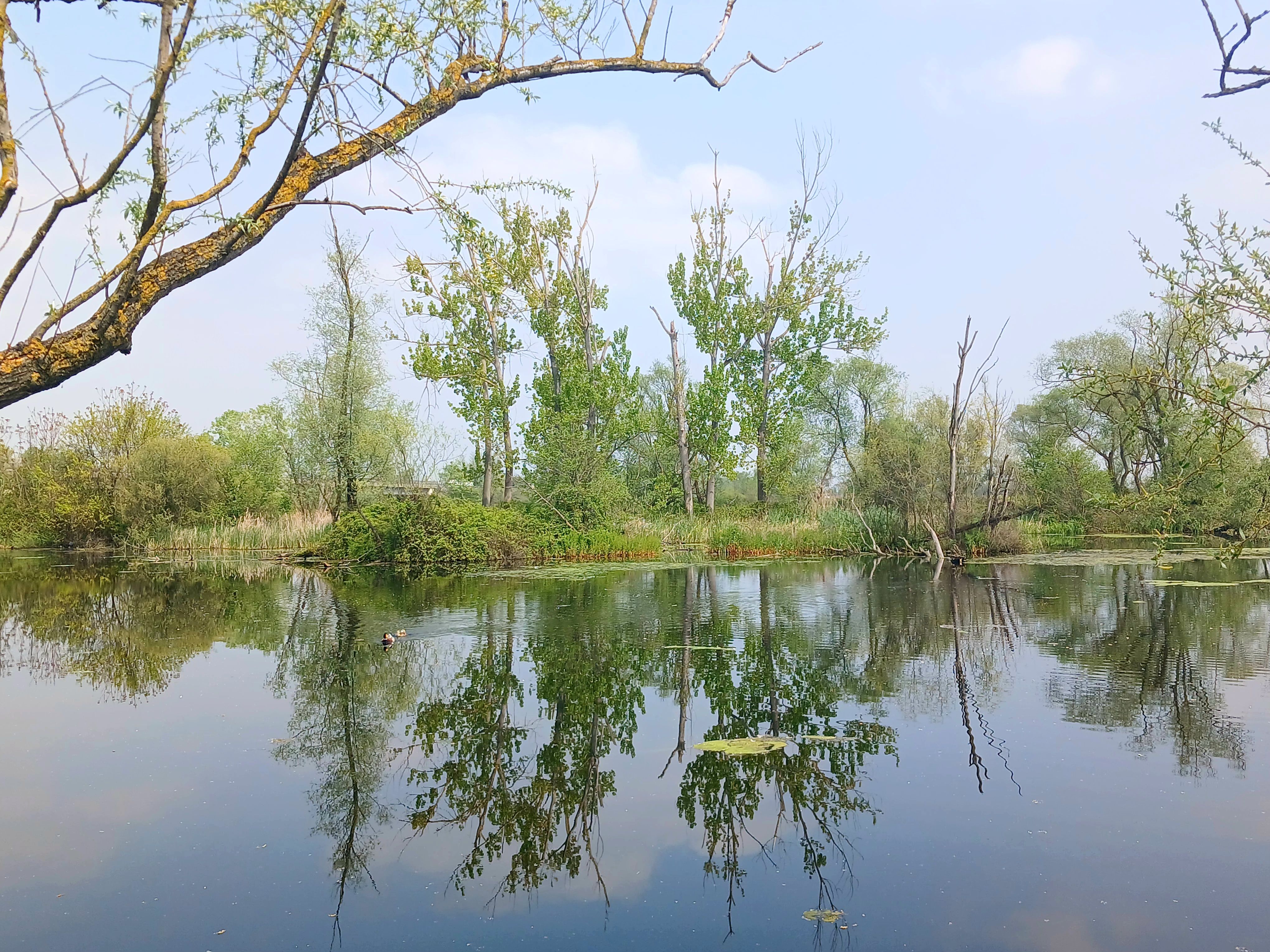 Tranquil Spring Reflection in a Serene Lake · Free Stock Photo
