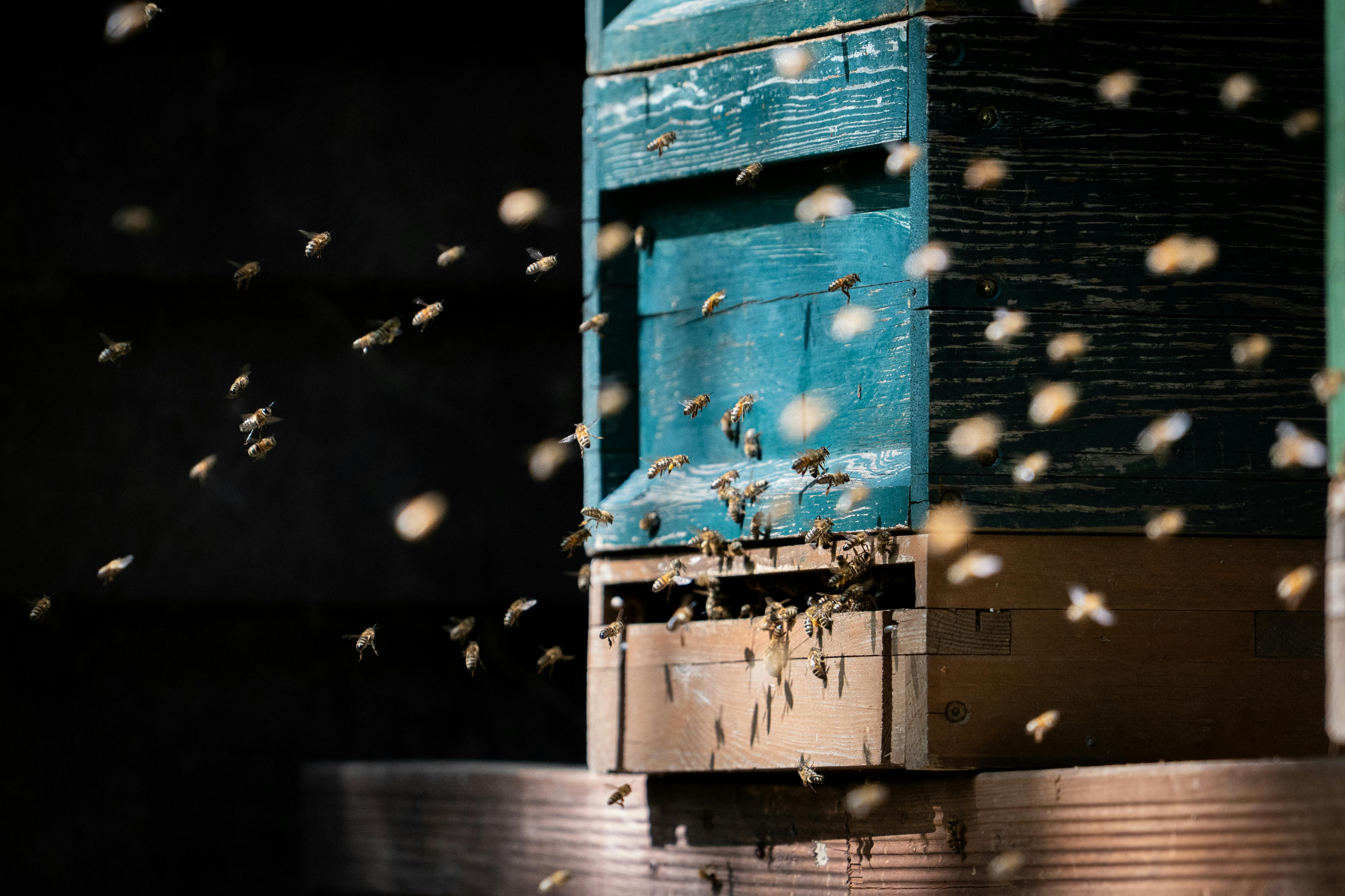 Reviving the Beehive Oven: A Traditional Cooking Method