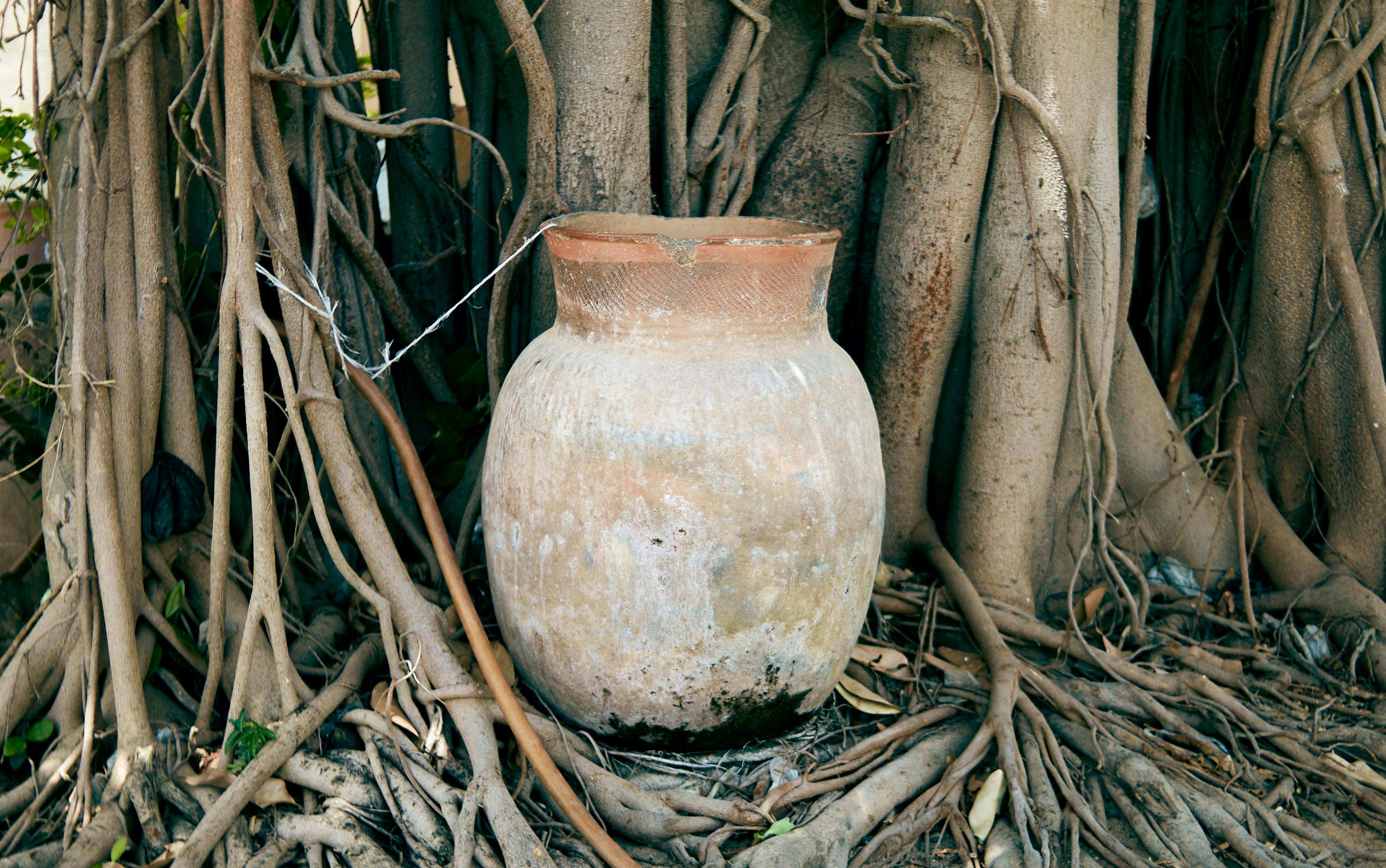 Weathered Clay Pot Among Tree Roots Outdoors · Free Stock Photo