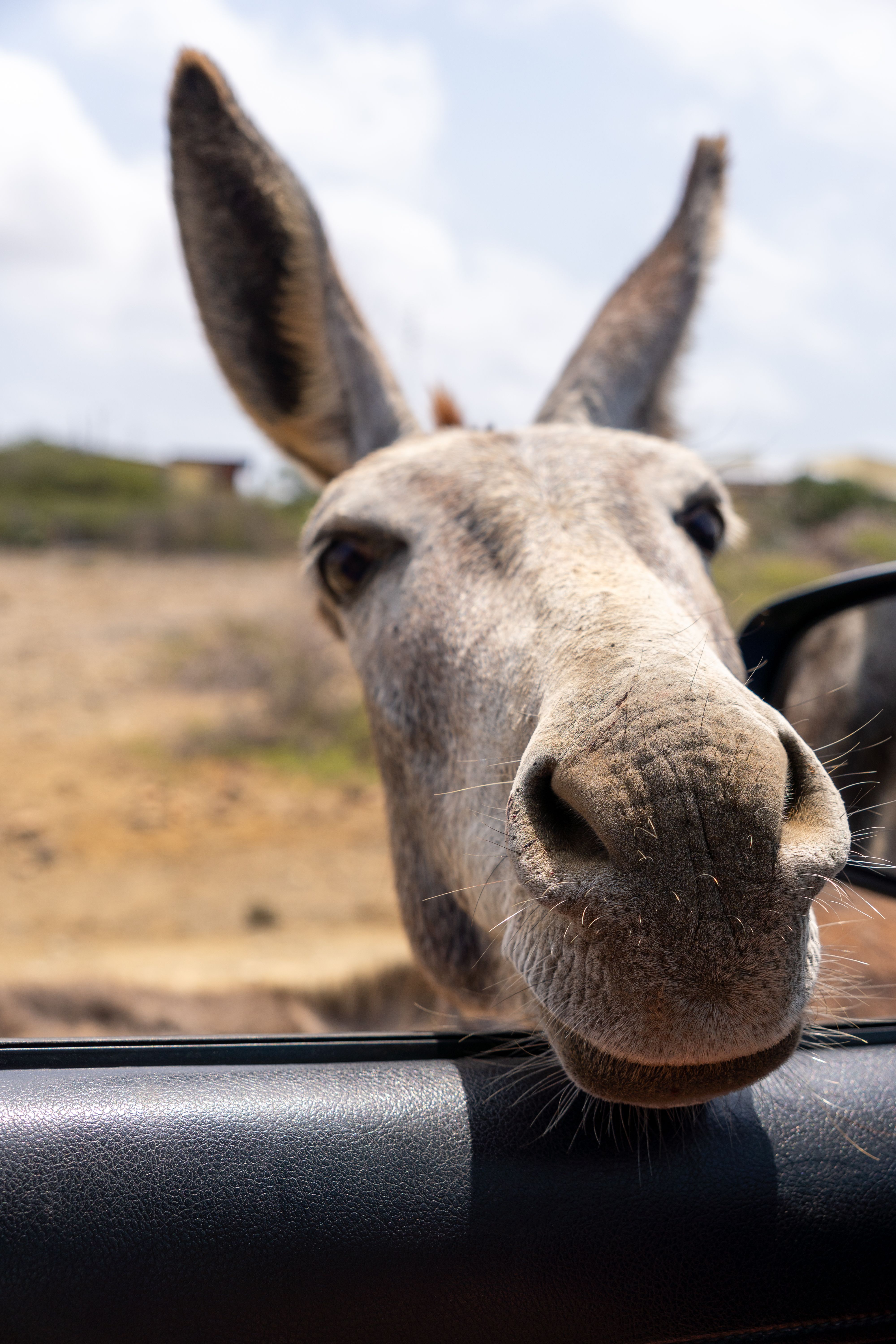 Funny Donkey Photos, Download The BEST Free Funny Donkey Stock Photos ...