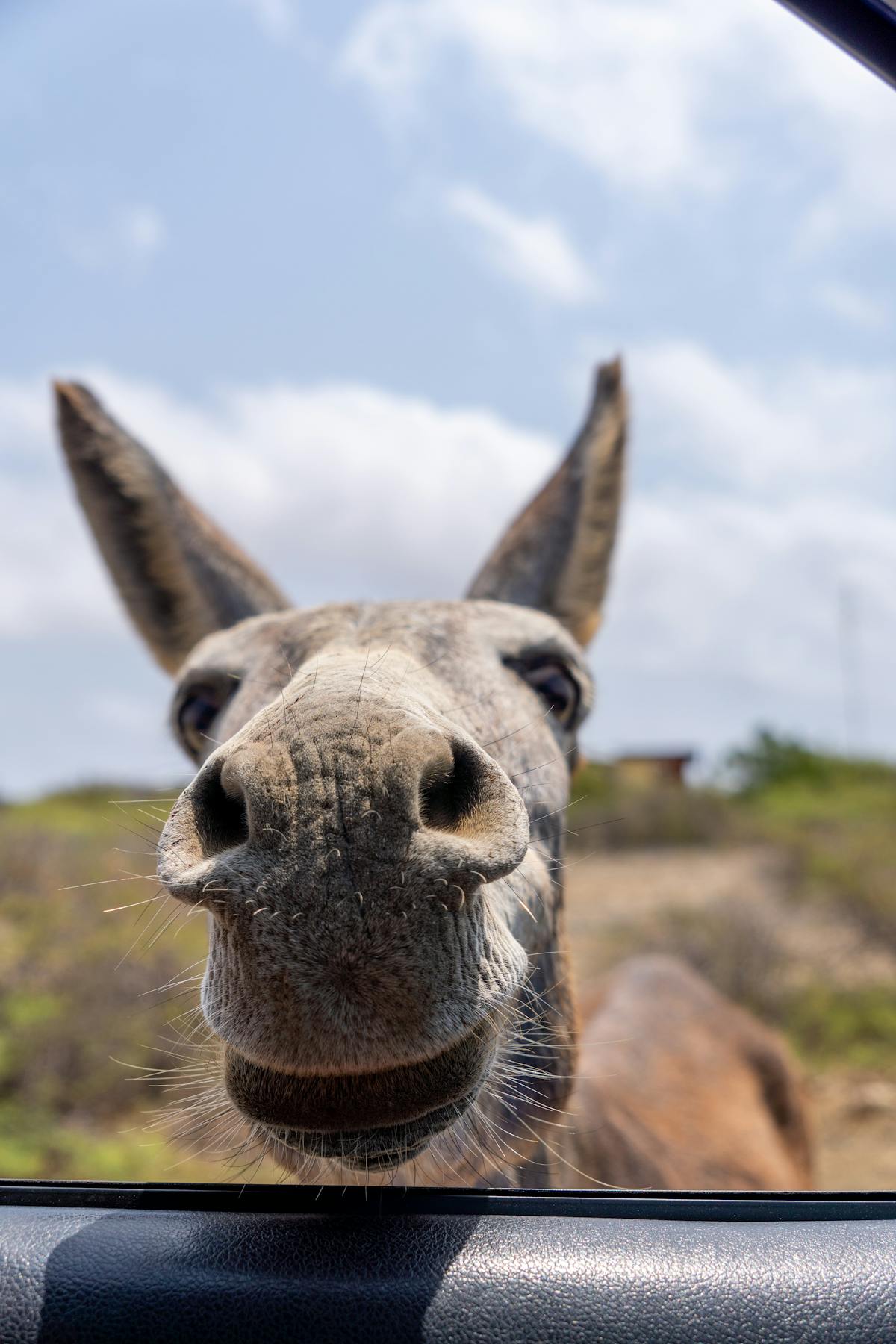 Donkey Faces Photos, Download The BEST Free Donkey Faces Stock Photos ...