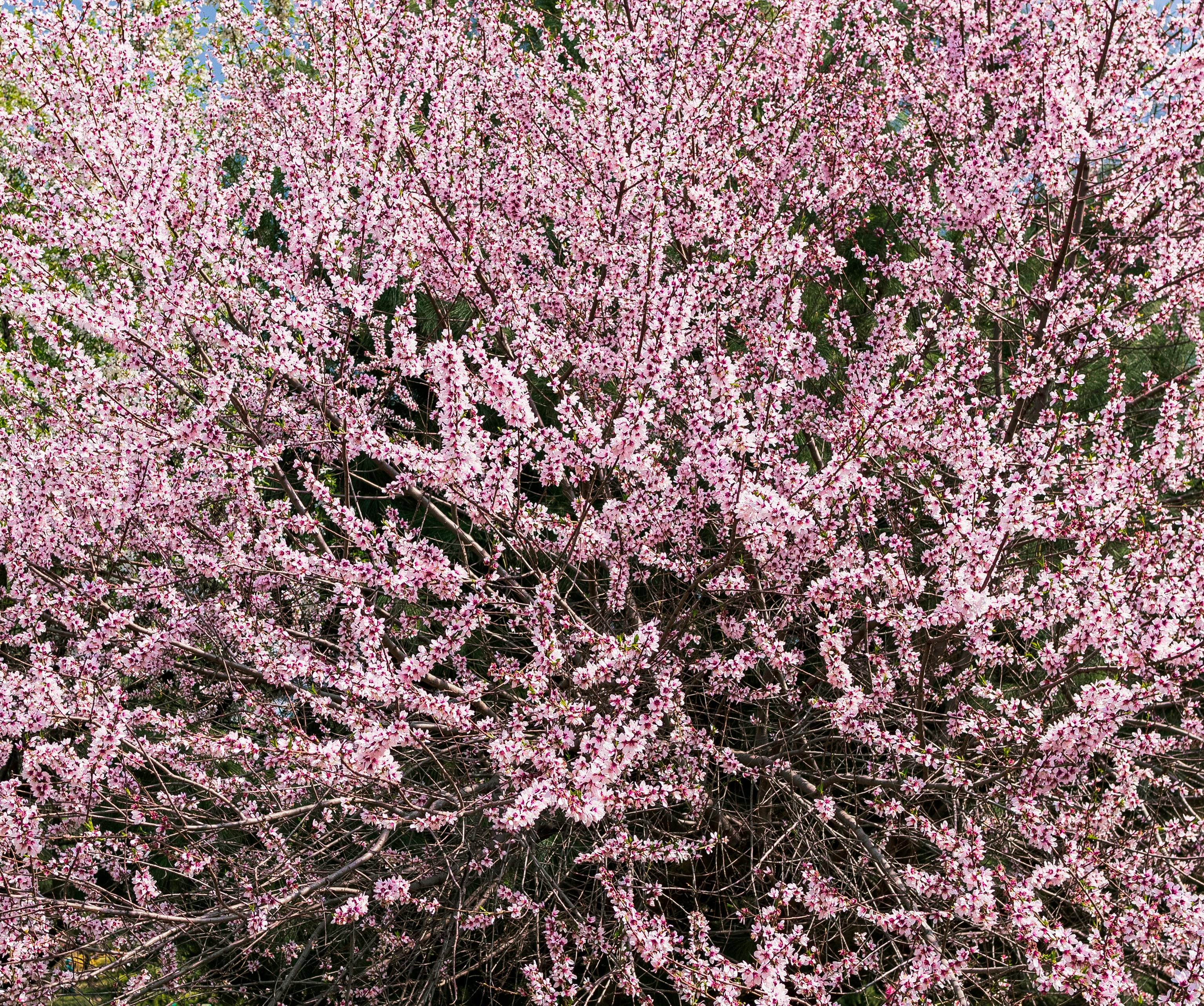 Serenade Of Pink Photos, Download The BEST Free Serenade Of Pink Stock ...