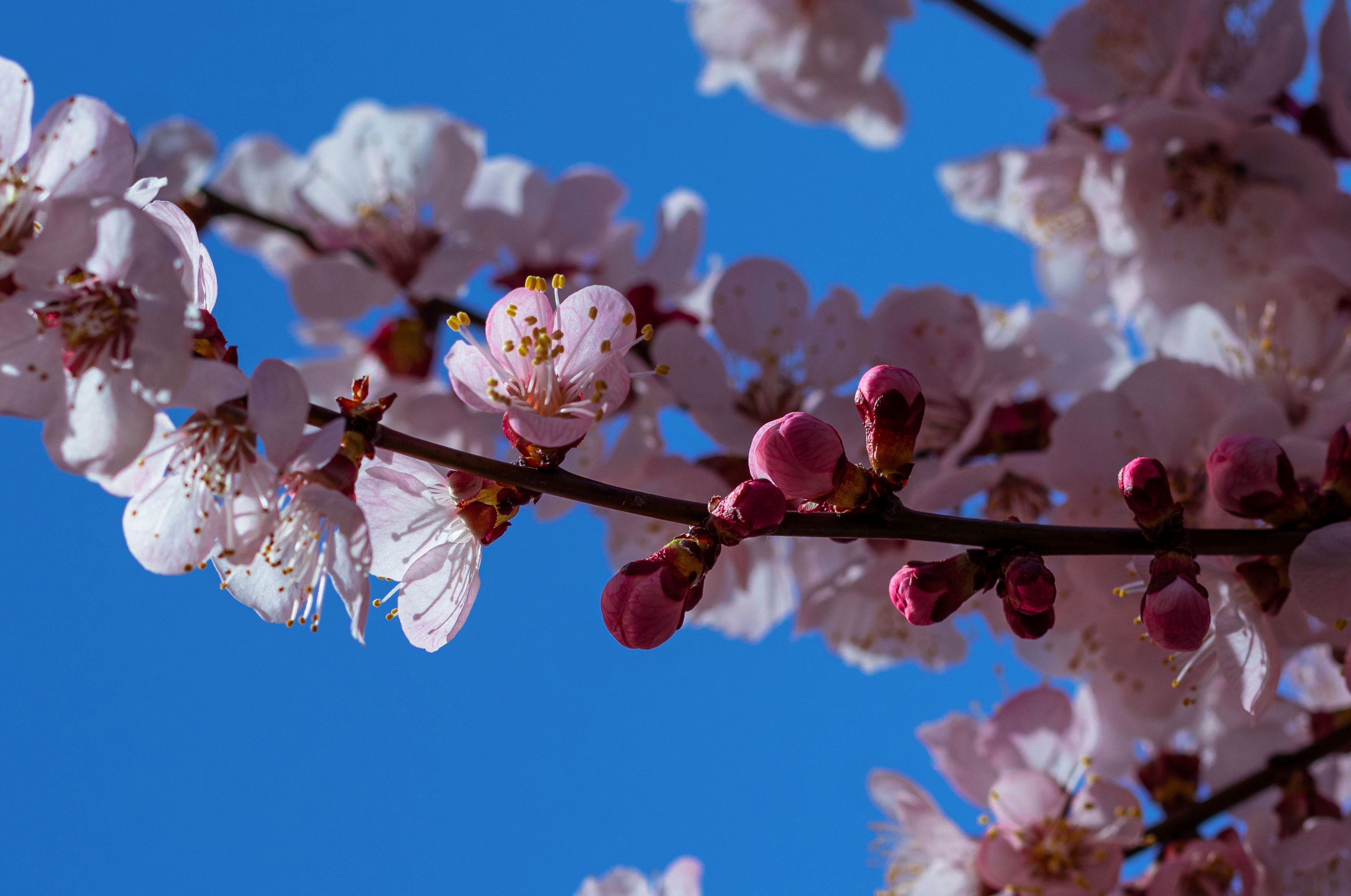 Beautiful Almond Blossoms Against Blue Sky · Free Stock Photo