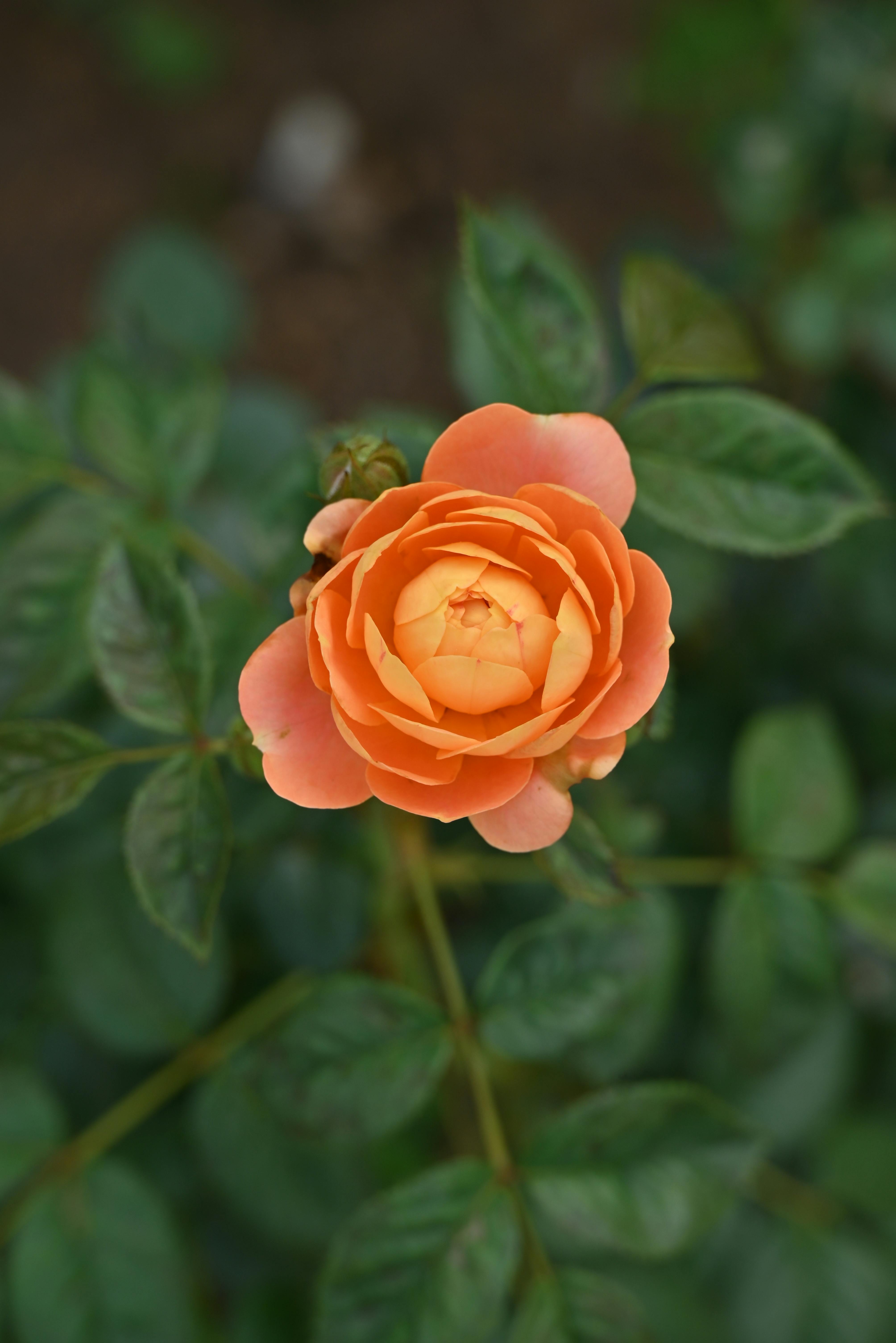 Vibrant Orange Rose Bloom in Garden Setting · Free Stock Photo