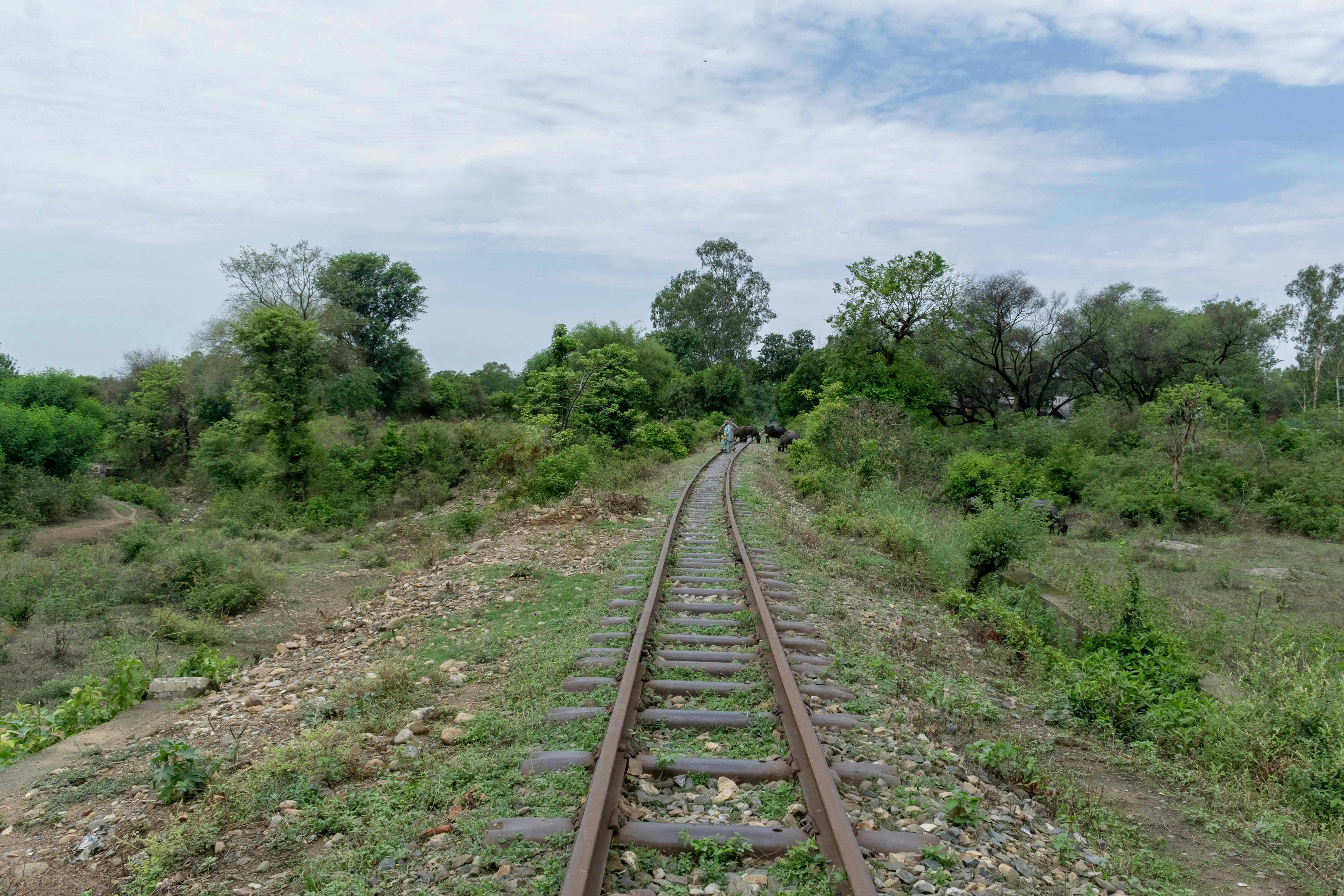 Rustic Railway Track Through Lush Greenery · Free Stock Photo