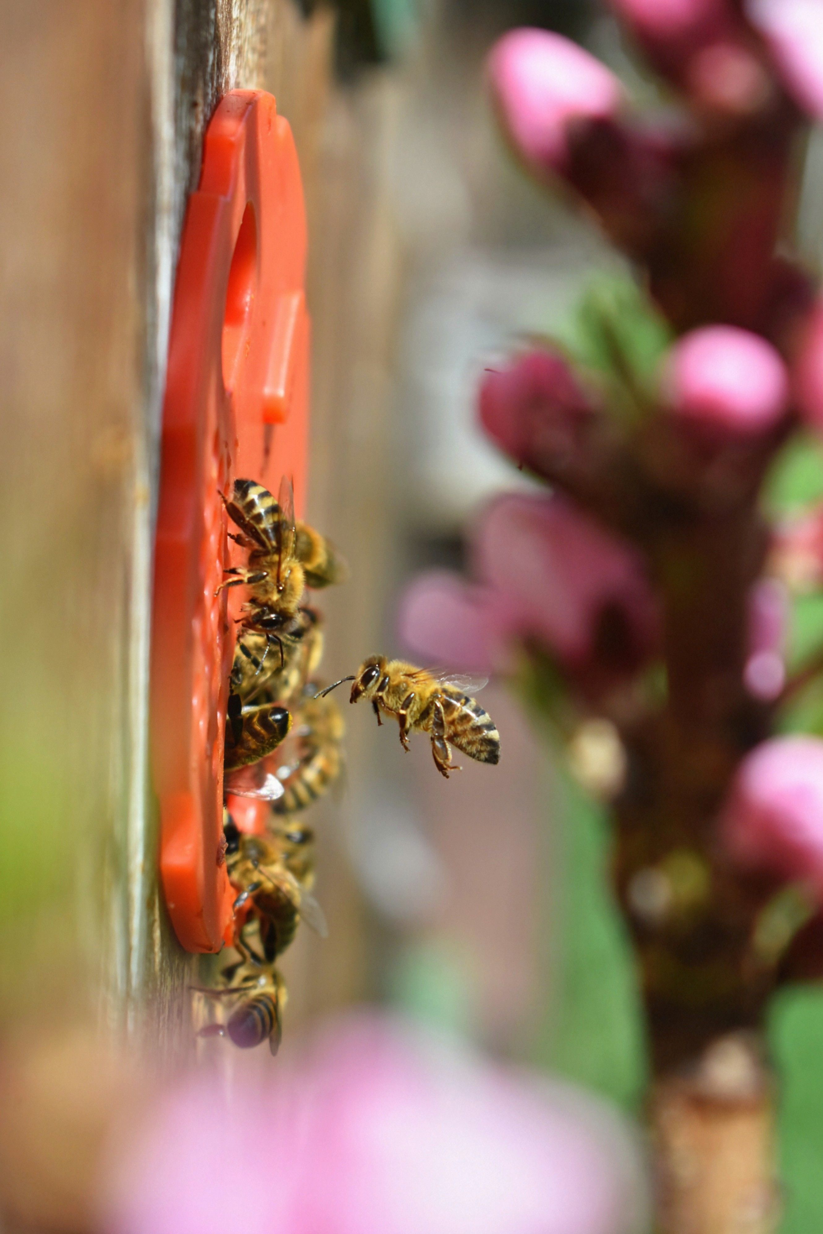 Honeybees Pollinating a Vibrant Garden Feeder · Free Stock Photo