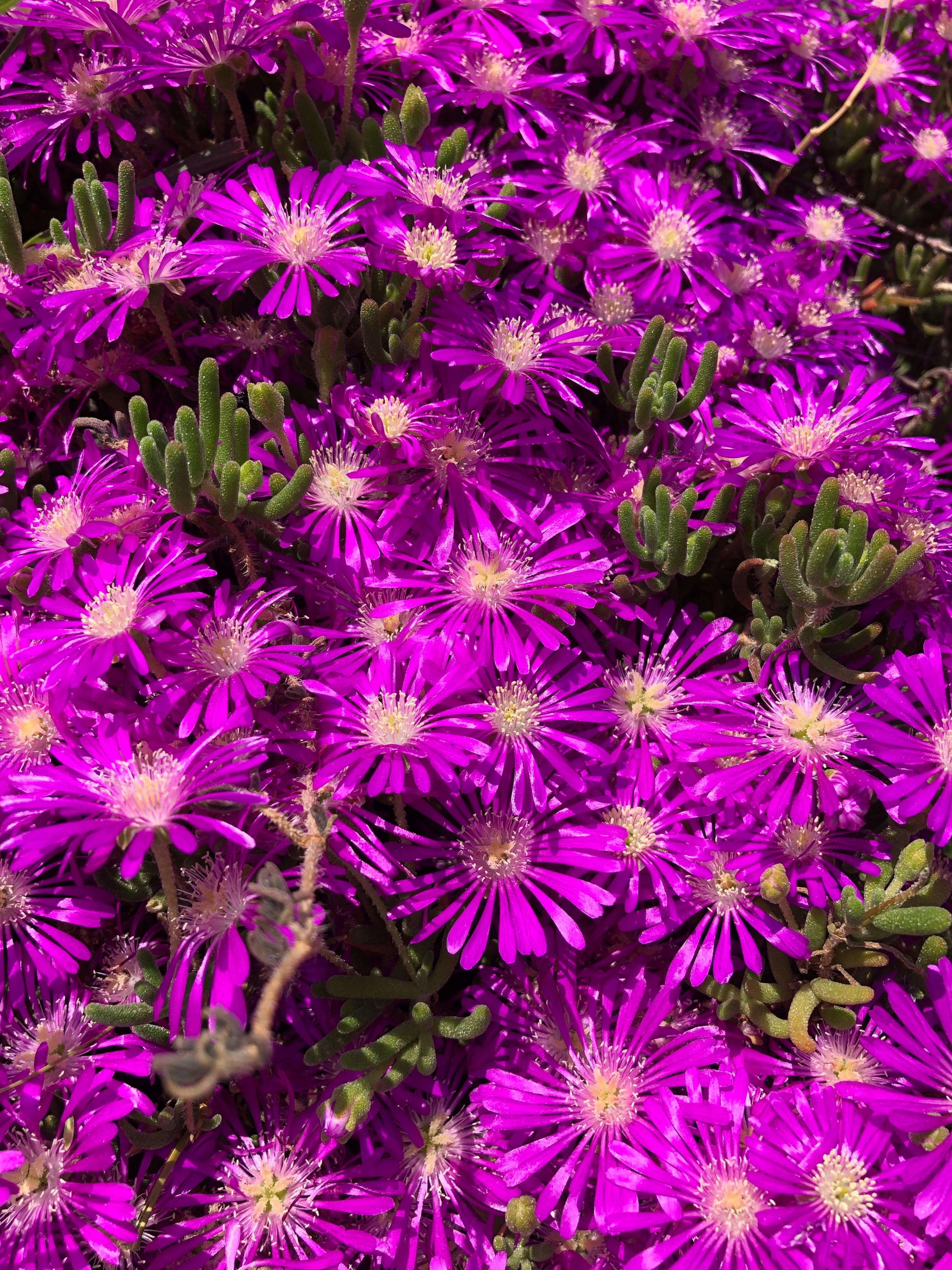 Vibrant Purple Ice Plant Blossoms in Full Bloom · Free Stock Photo