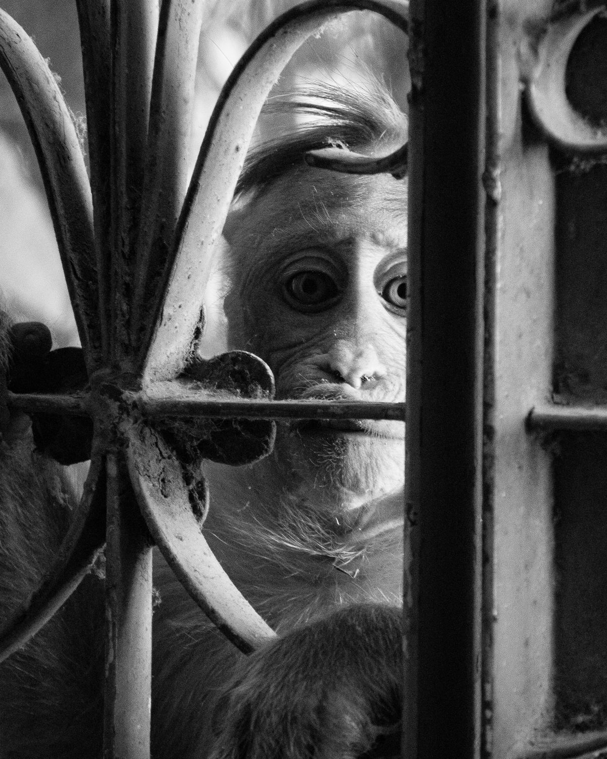 Monkey Sticking Up Middle Finger Photos, Download The BEST Free Monkey ...