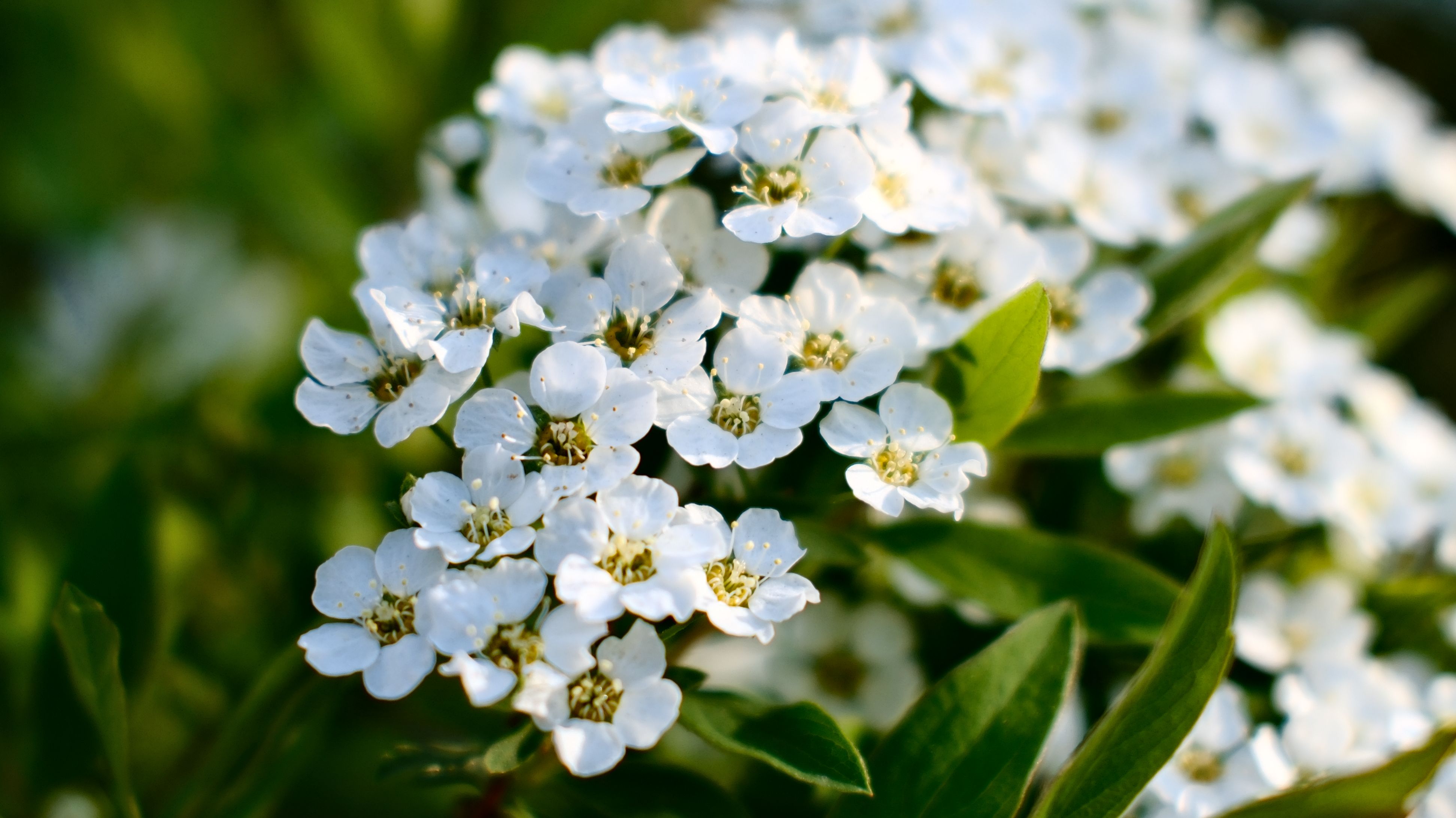 Shrubs Photos, Download The BEST Free Shrubs Stock Photos & HD Images