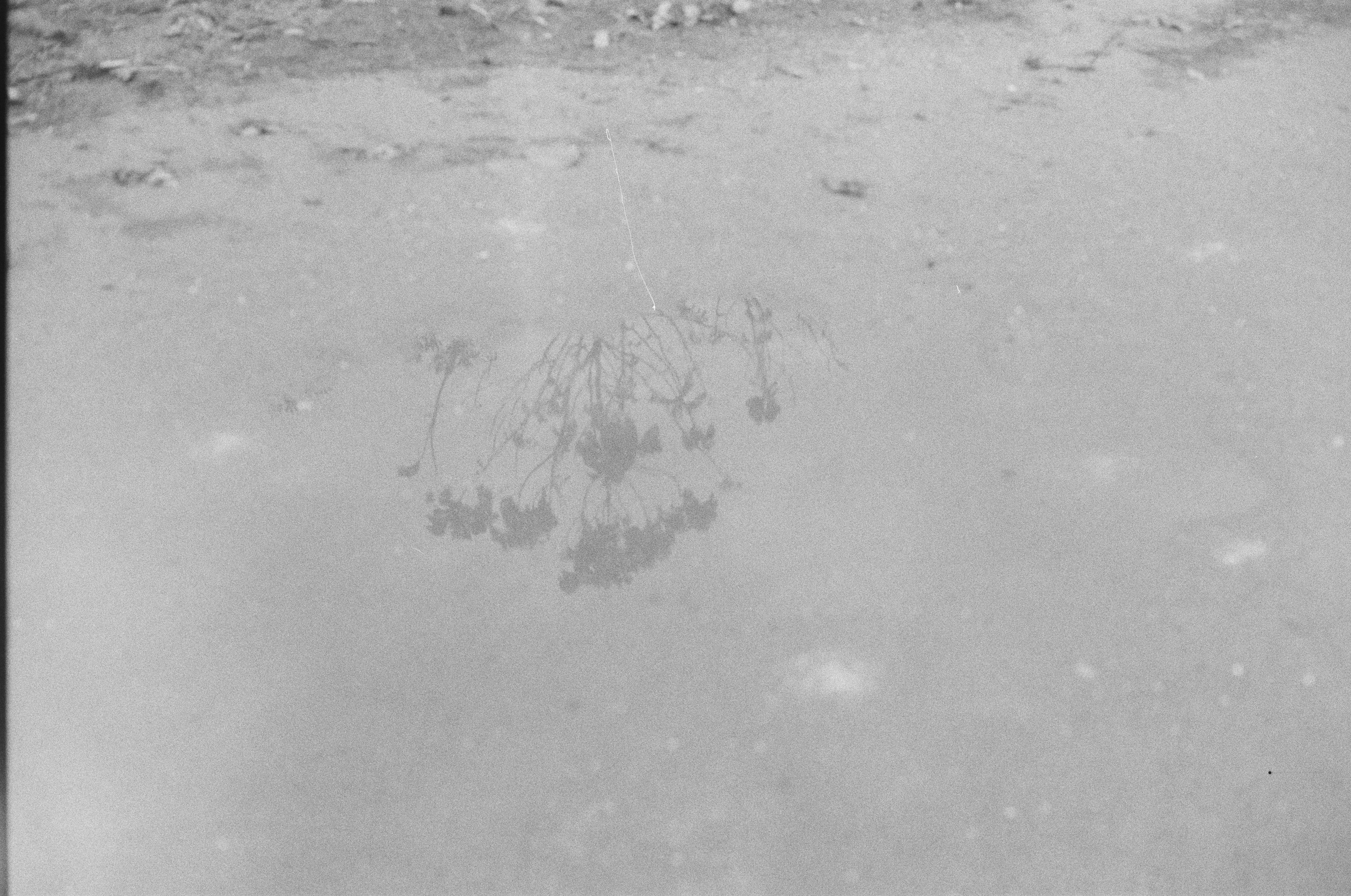 Reflective Puddle with Plant Shadow in Monochrome · Free Stock Photo
