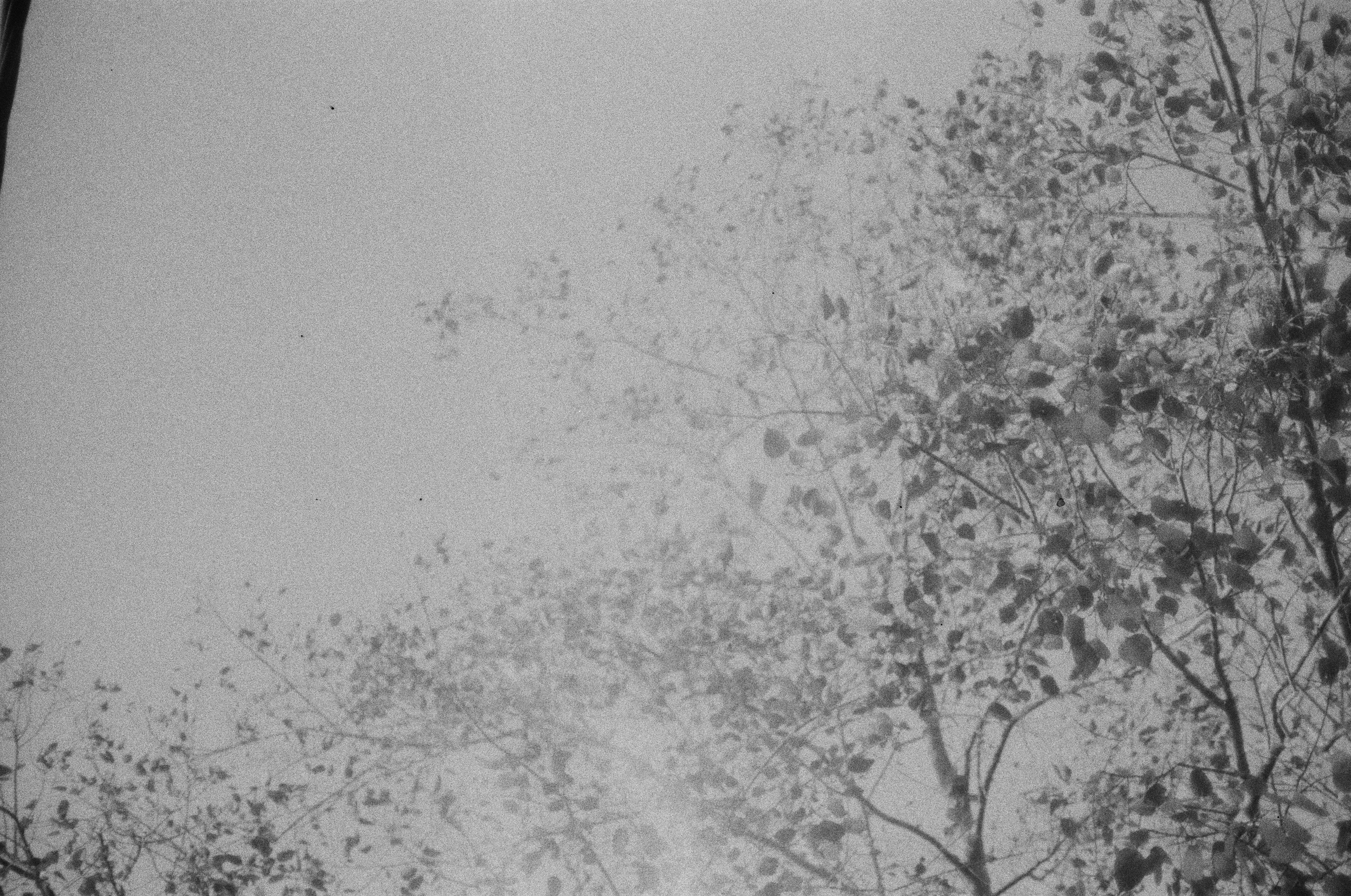 Textile Floral Noir Et Blanc · Photo gratuite