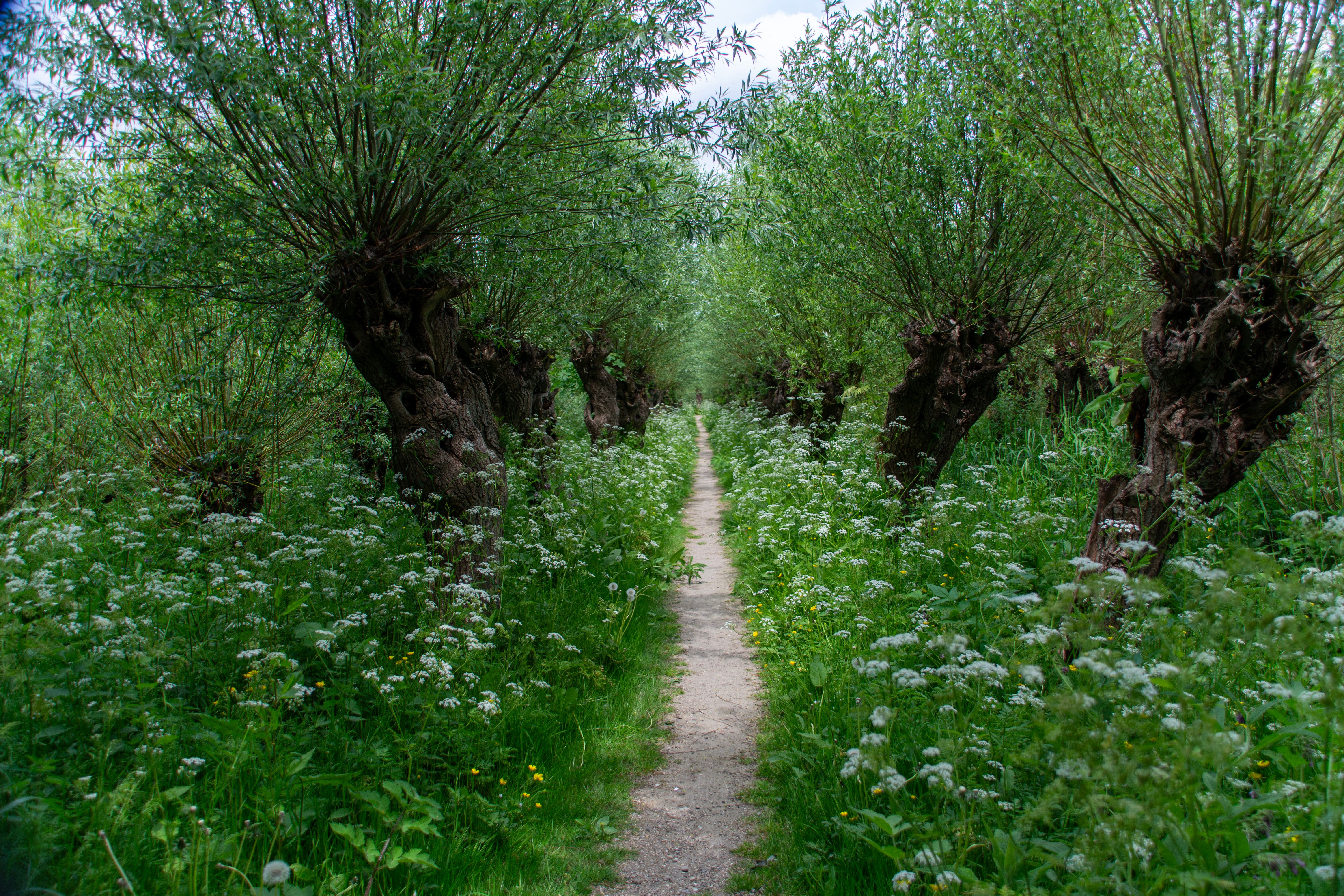 Pollard Trees Photos, Download The BEST Free Pollard Trees Stock Photos ...